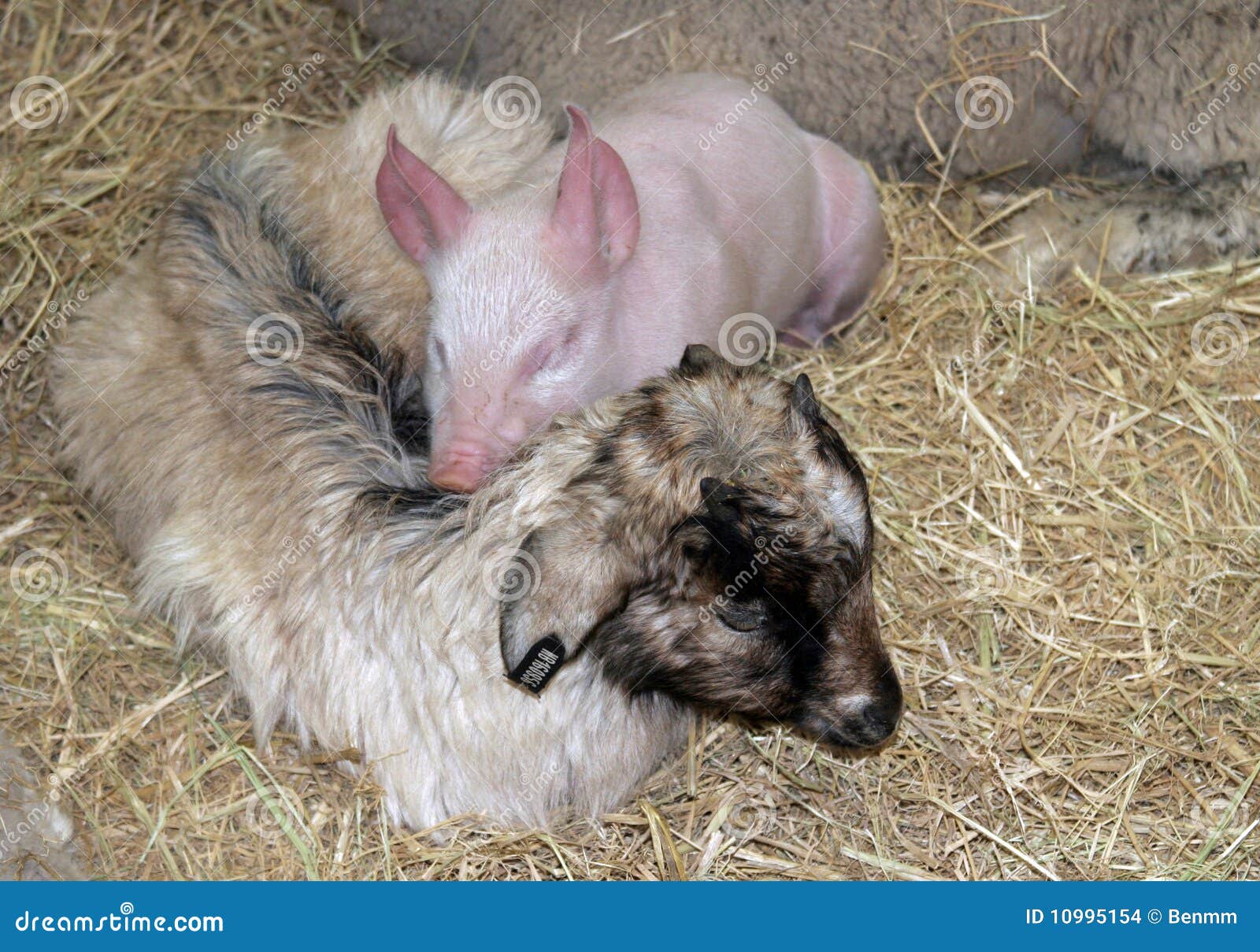Pig and goat snuggling stock photo. Image of little, adorable - 10995154