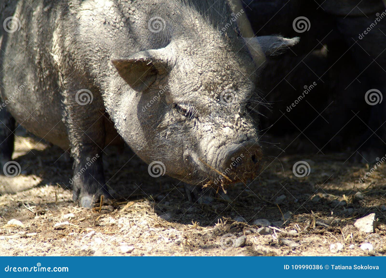 Gray dirty pig stock photo. Image of dirty, stubblen - 109990386