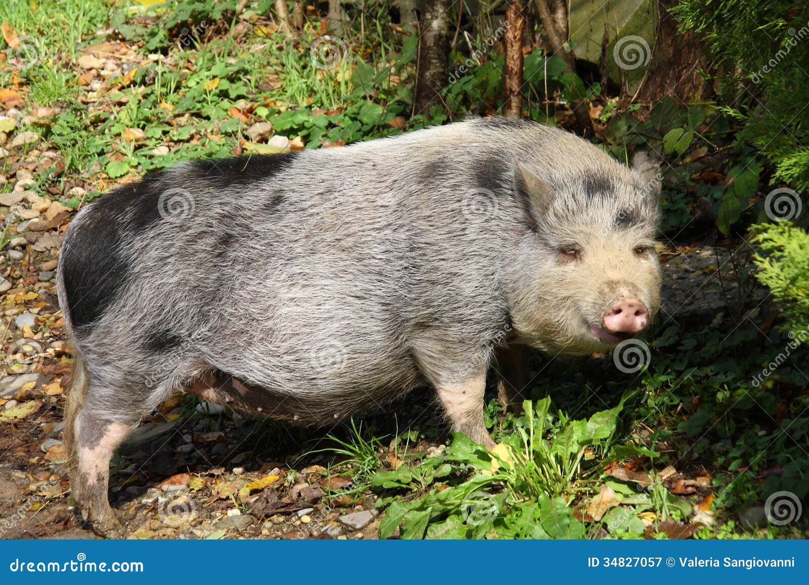 Pig stock image. Image of snout, cute, straw, porky, mammals - 34827057