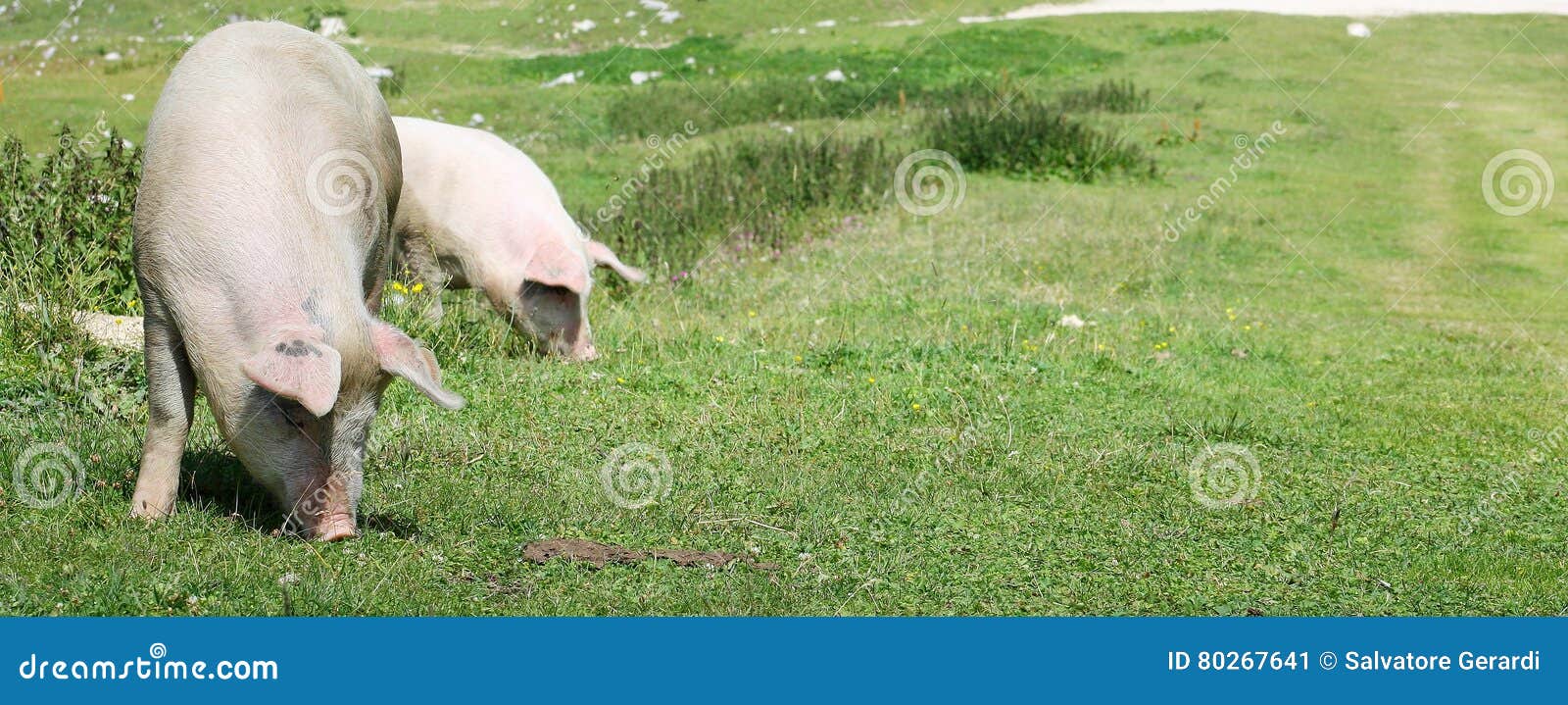 Pig Grazing in Mountain Meadows Stock Image - Image of breeding, nature ...