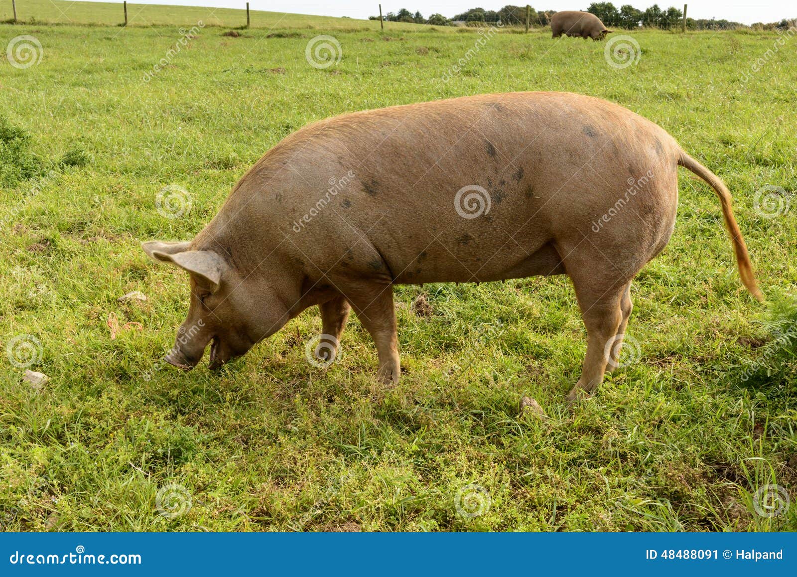 Pig on Green Field, Cornwall Stock Image - Image of great, grass: 48488091