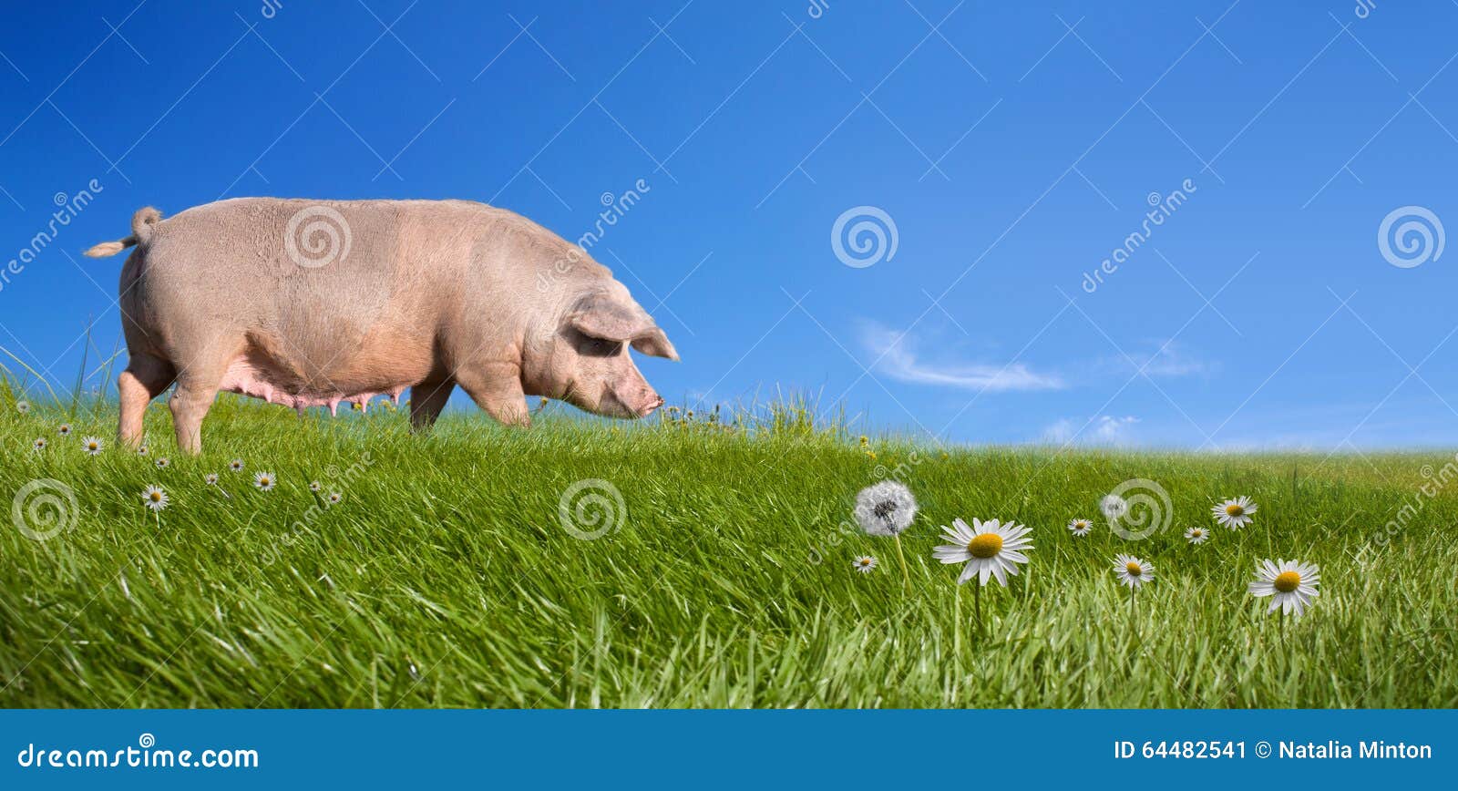 Pig on green field stock image. Image of landscape, flowers - 64482541