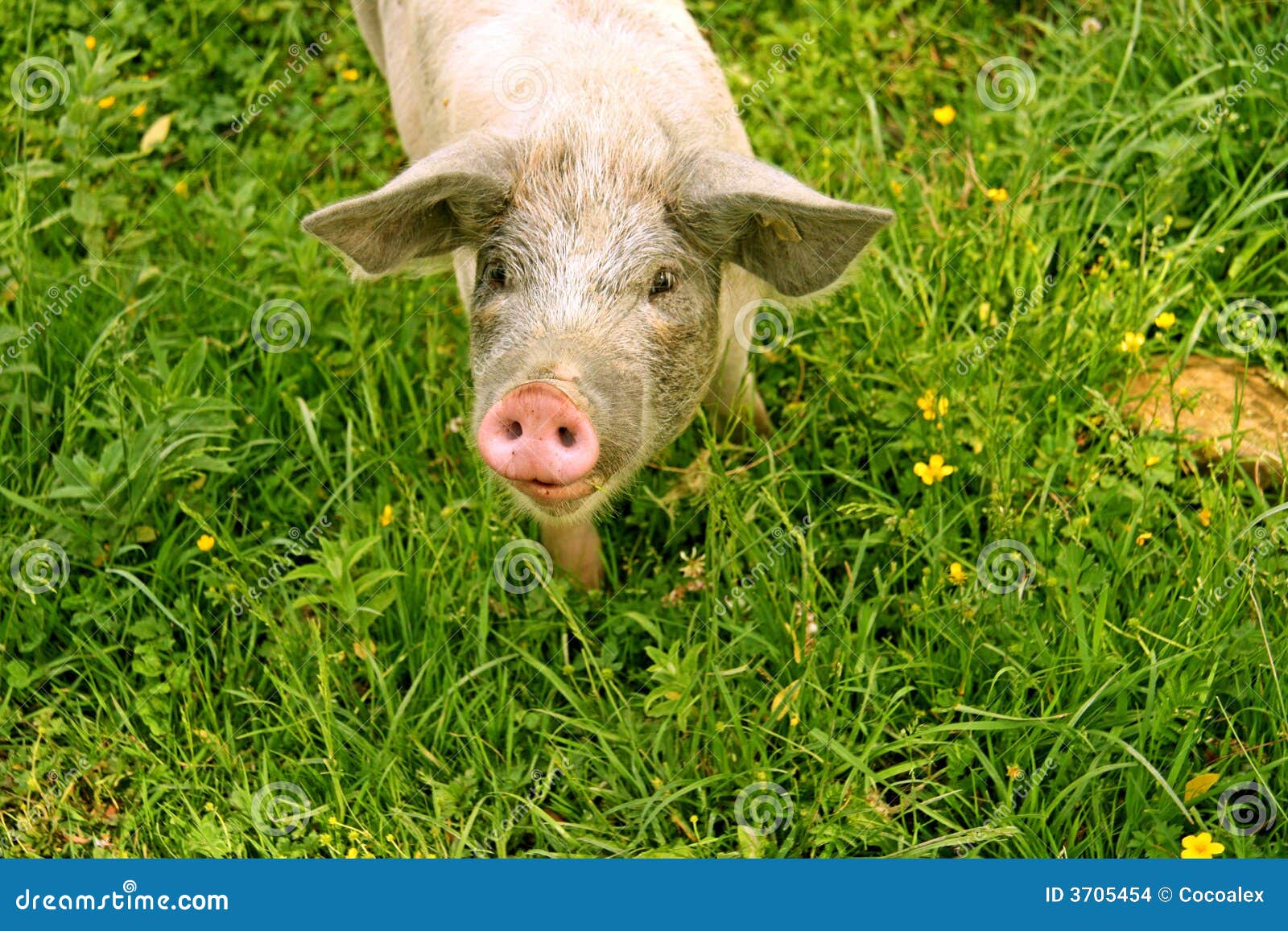 8,958 Pig Green Grass Stock Photos - Free & Royalty-Free Stock Photos ...