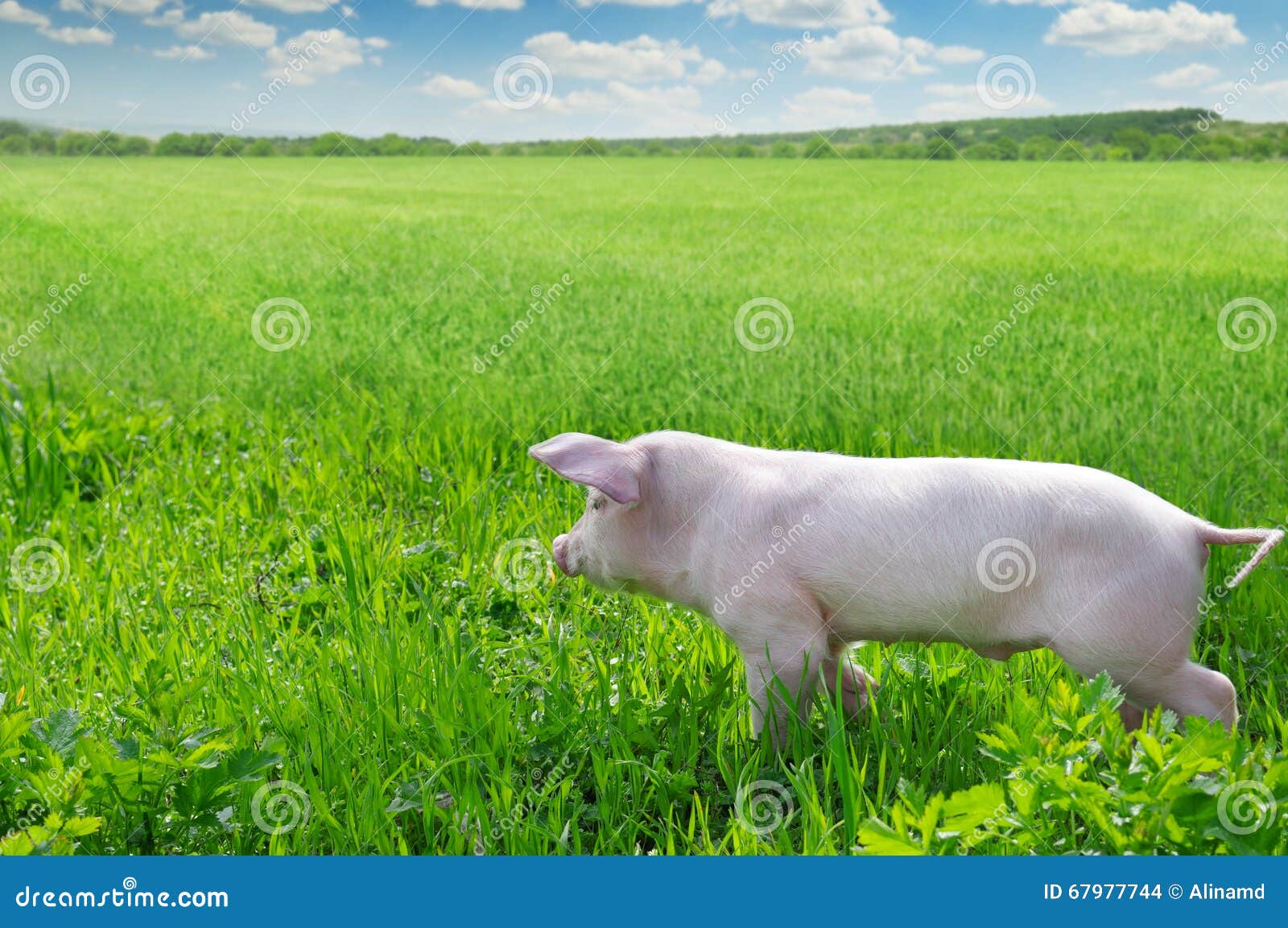 Pig on a green grass stock photo. Image of agriculture - 67977744