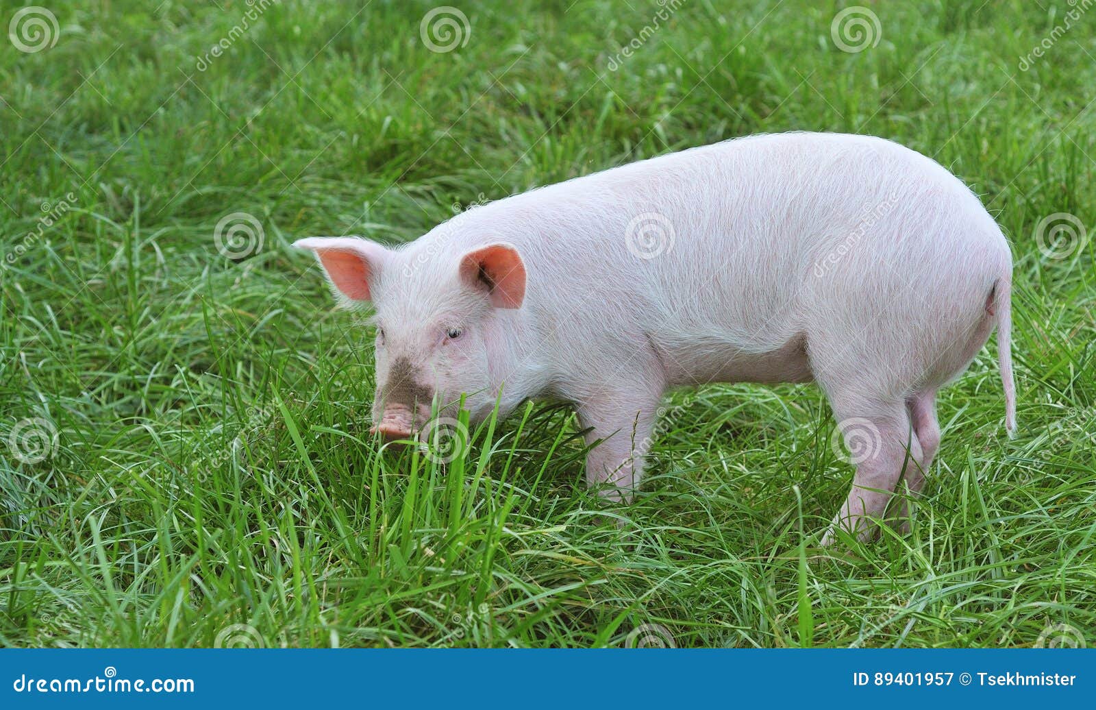 Pig on a green grass. stock image. Image of green, summer - 89401957