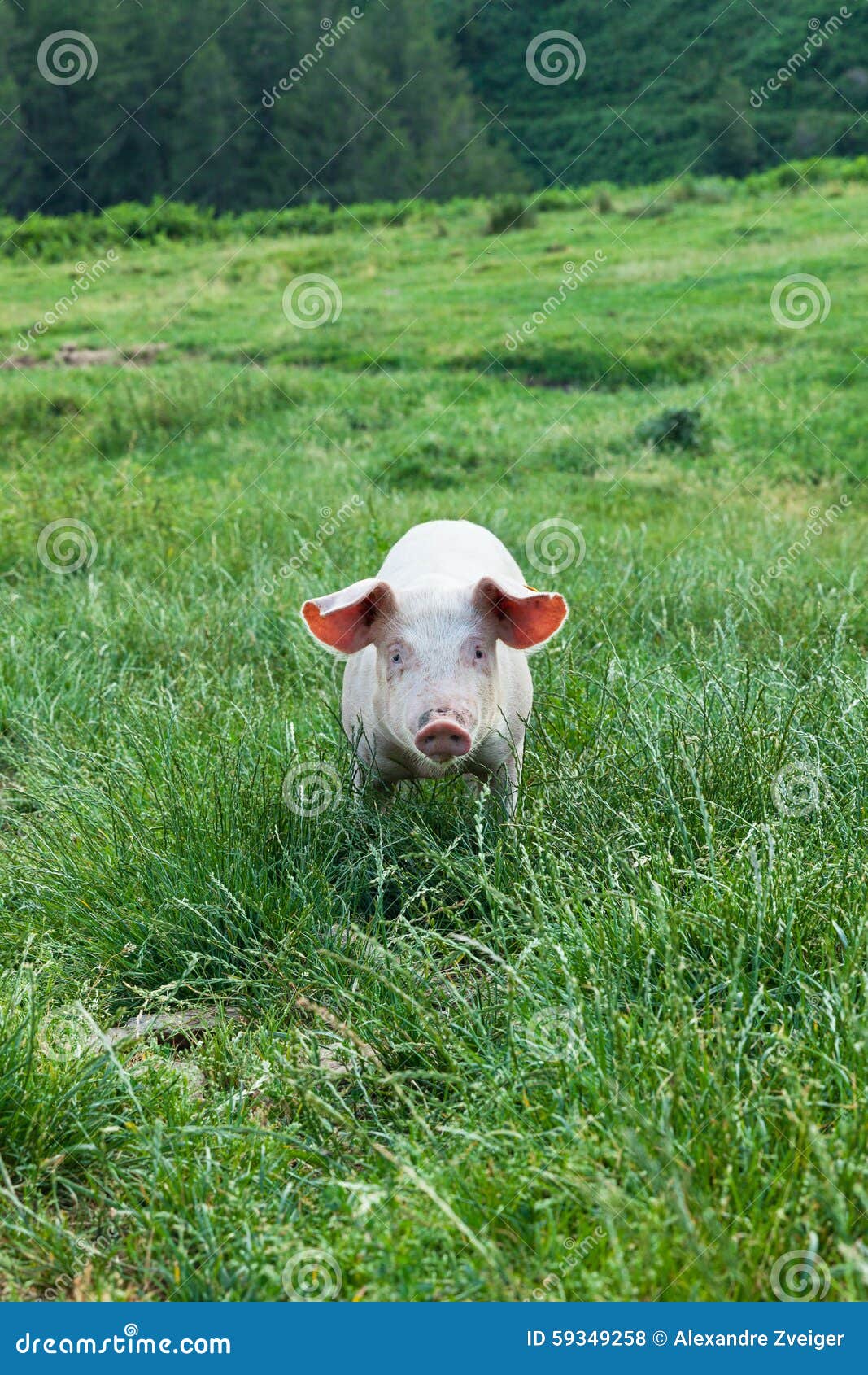Pig on a green grass stock photo. Image of happy, meadow - 59349258