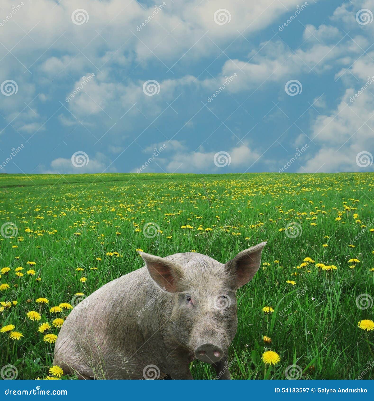 Pig stock image. Image of dirty, domestic, humor, farm - 54183597