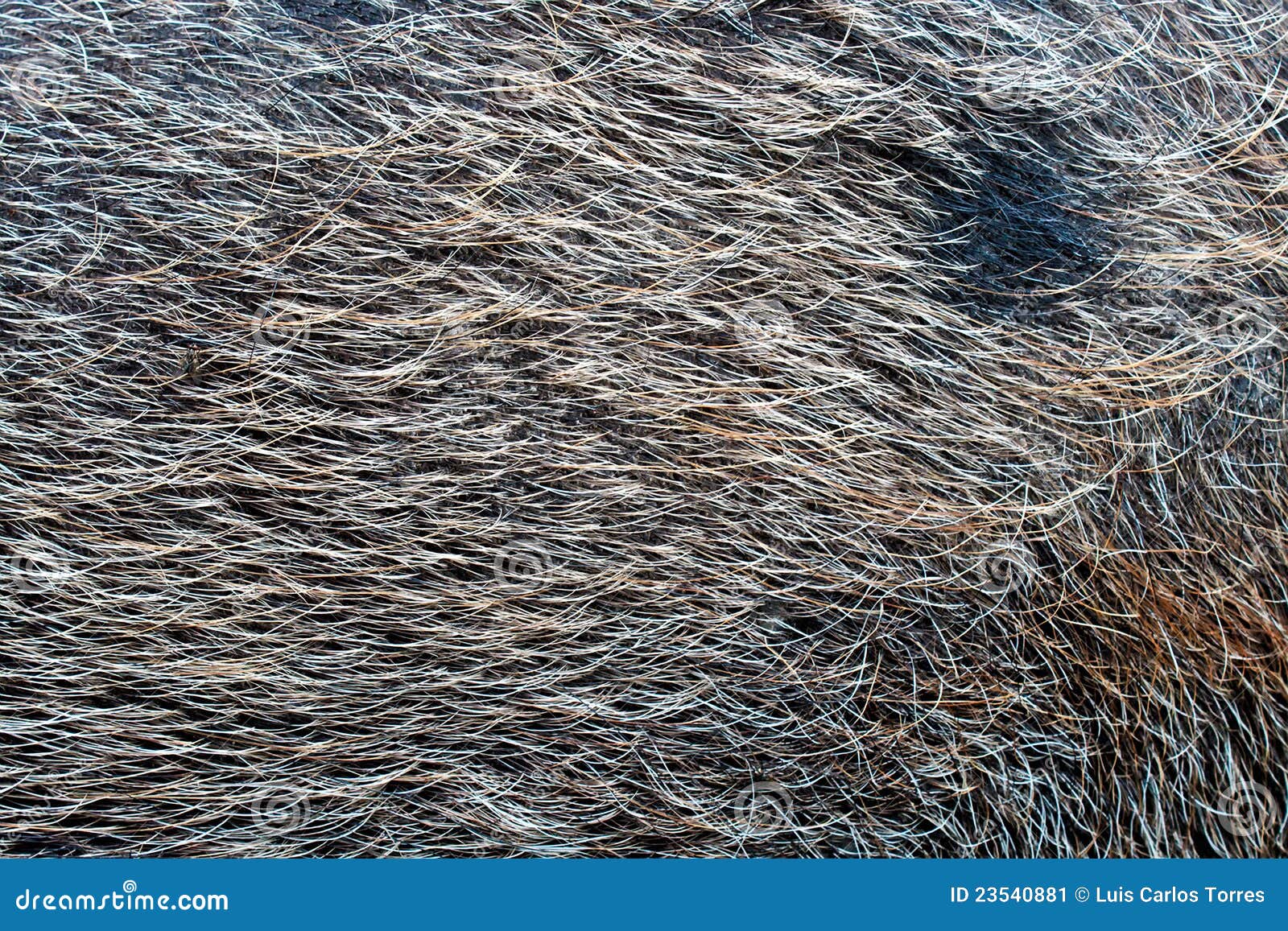 Pig hair (Texture) stock image. Image of quadrupede, mammal - 23540881