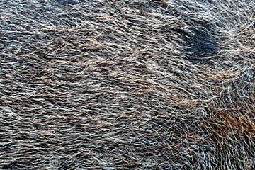 Pig hair (Texture) stock image. Image of quadrupede, mammal - 23540881