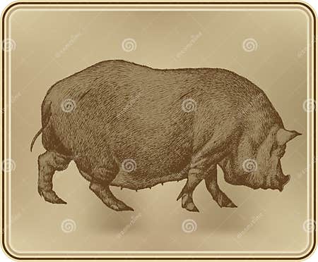 Pig, Hand Drawing Vector Illustration. Stock Vector - Illustration of ...