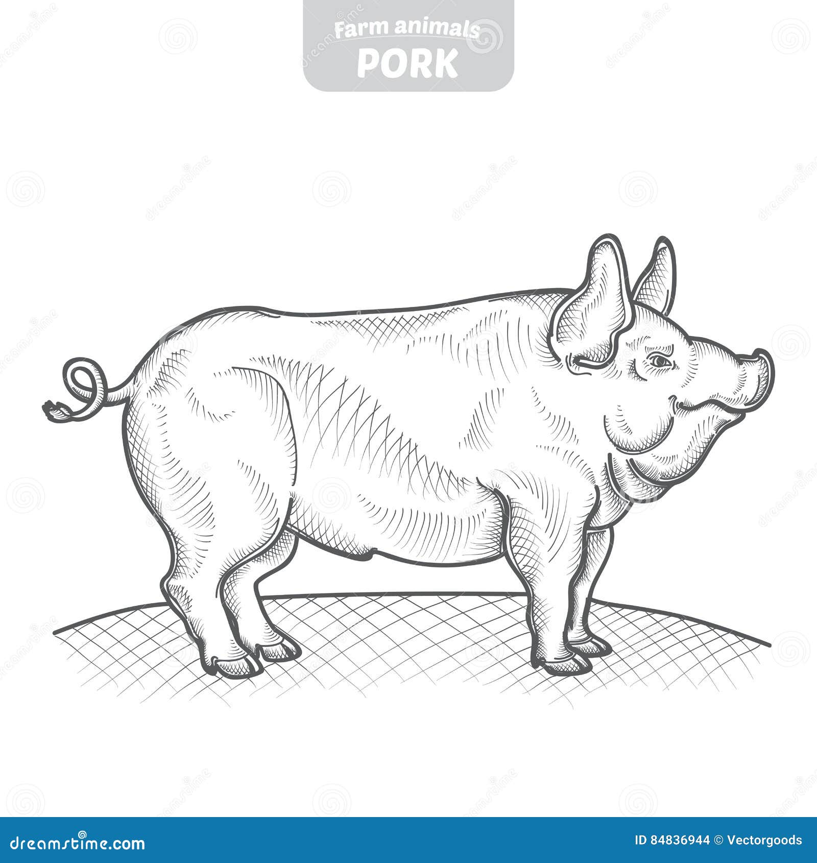 Pig Hand-drawn Vector Illustration. Stock Vector - Illustration of ...