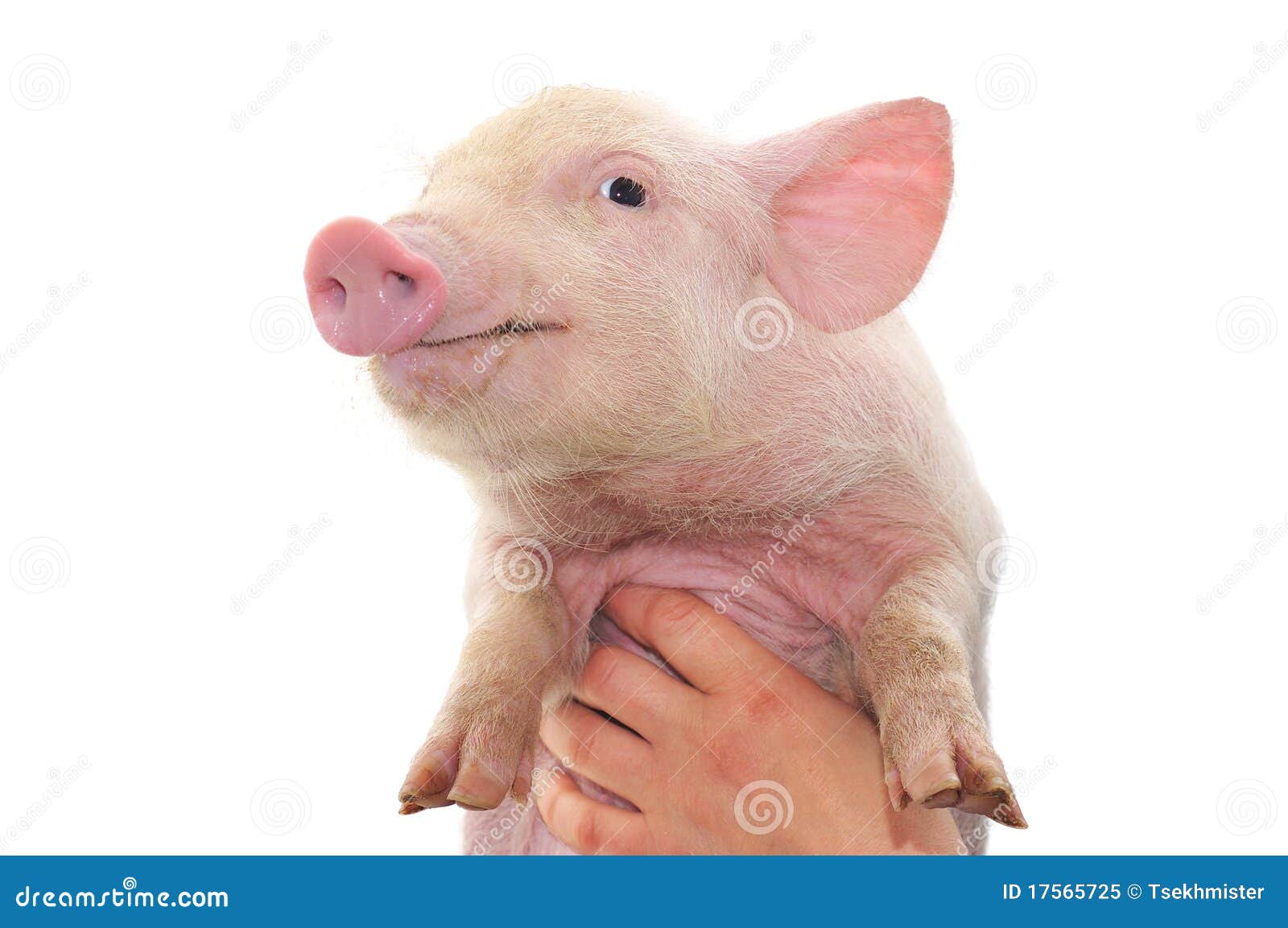 Pig in hands stock image. Image of people, human, young - 17565725