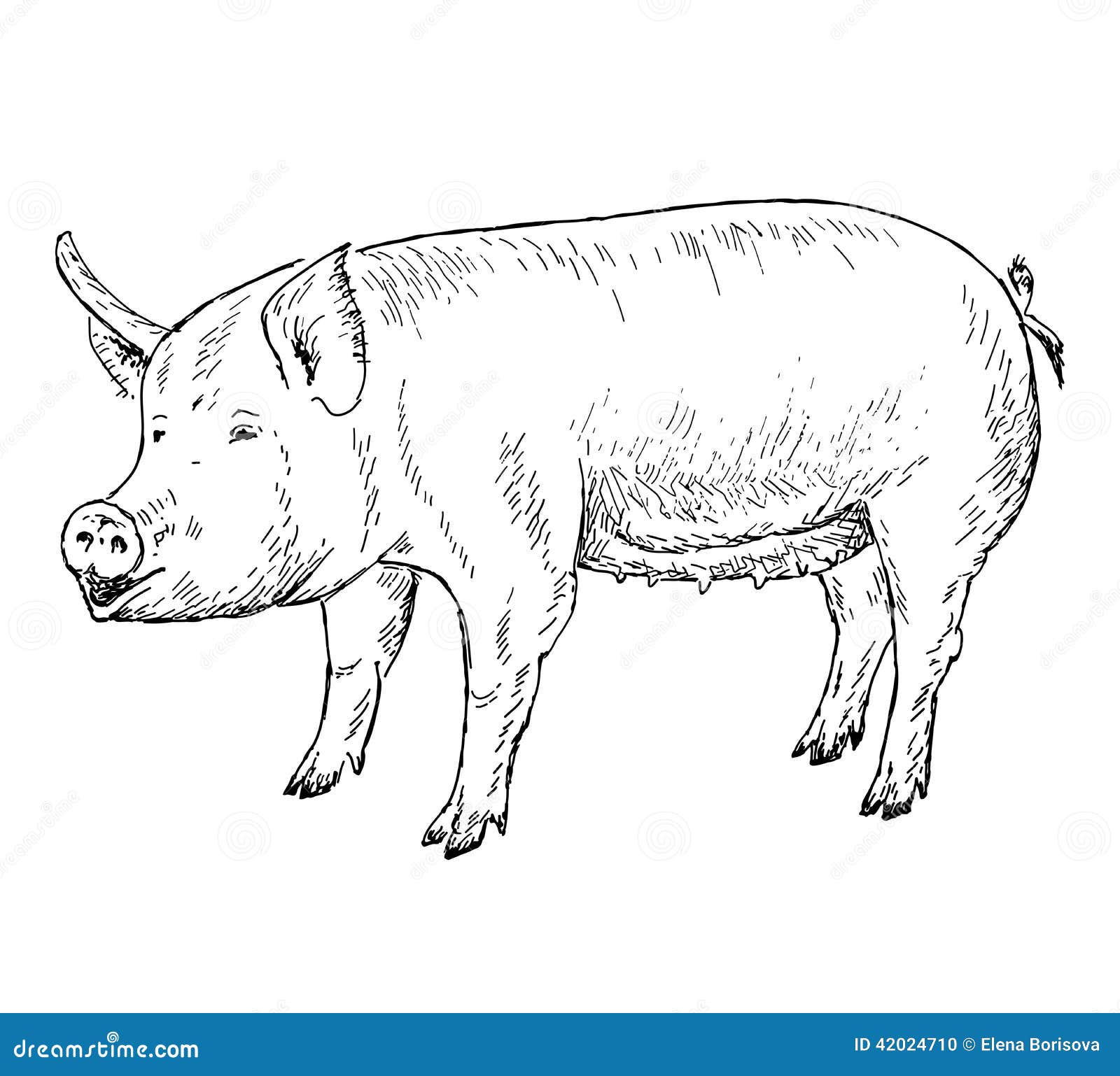 Pig hands drawing stock vector. Illustration of people - 42024710