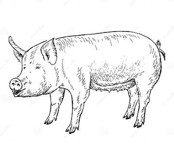 Pig hands drawing stock vector. Illustration of people - 42024710