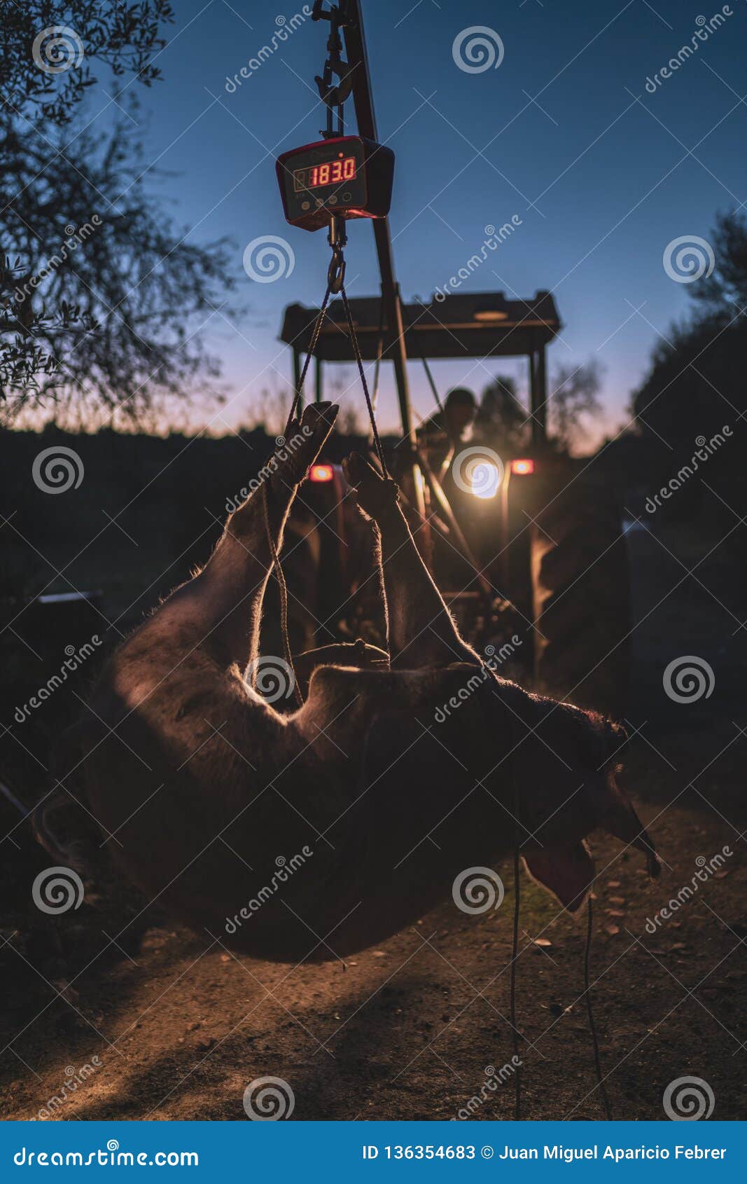 Pig Hanging from a Tractor Weighing on a Scale Stock Image - Image of ...