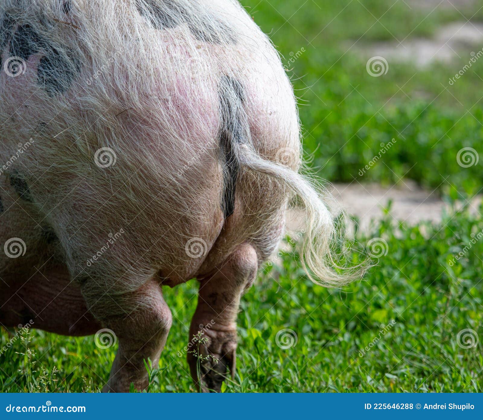 The pig has a small tail. stock photo. Image of tail - 225646288