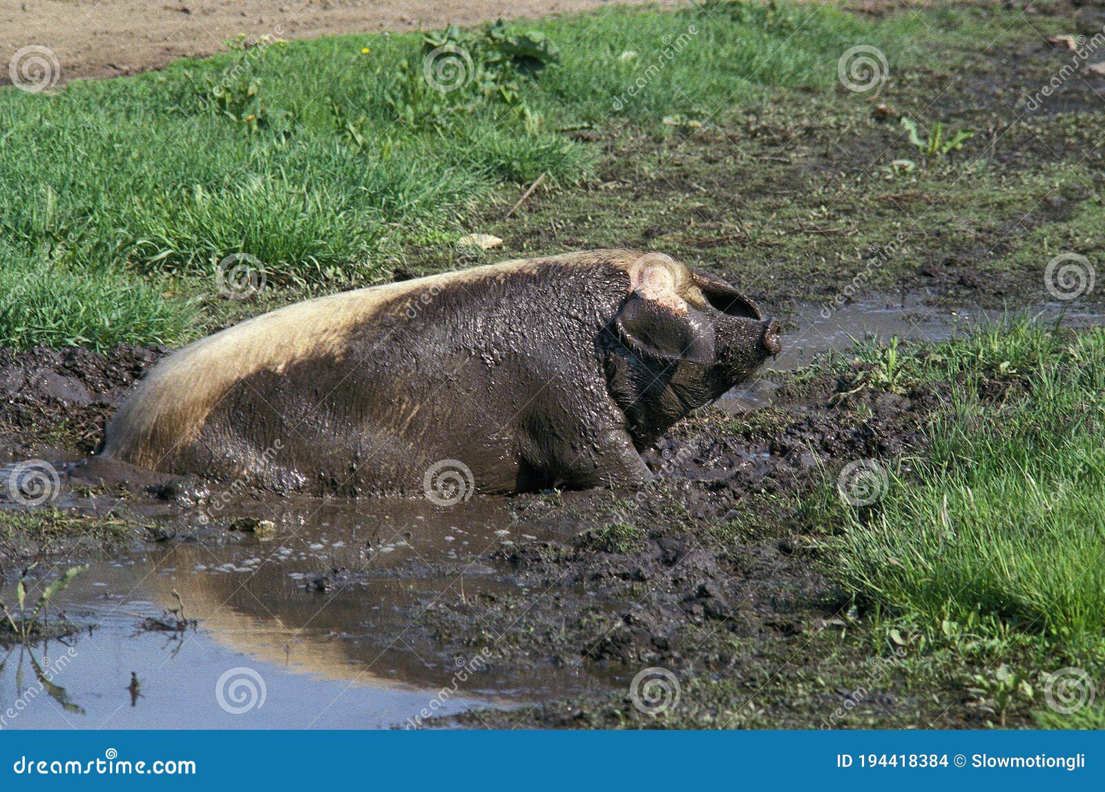 PIG HAVING MUD BATH stock photo. Image of domestic, full - 194418384