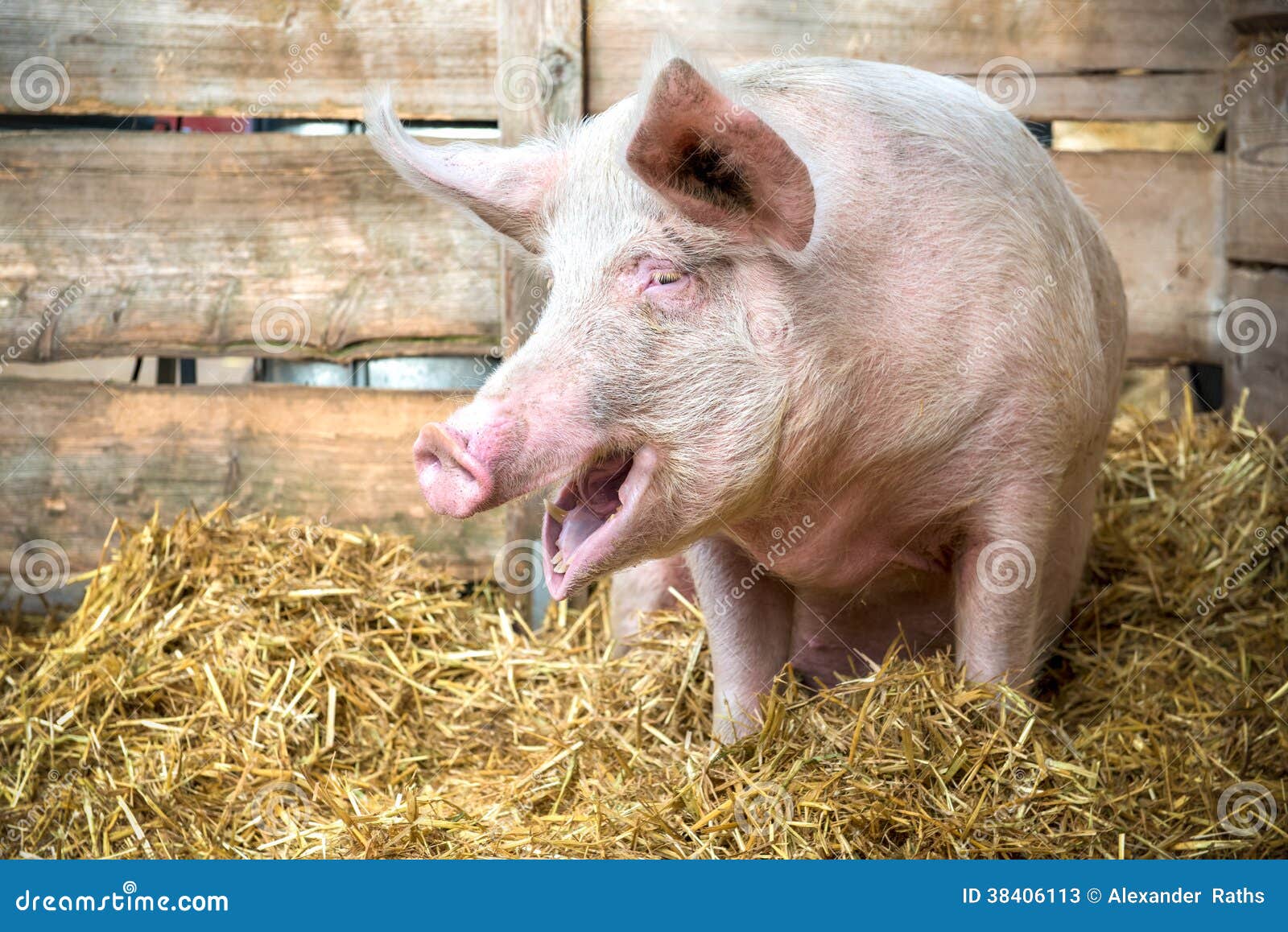 Pig on hay and straw stock image. Image of piglet, piggy - 38406113