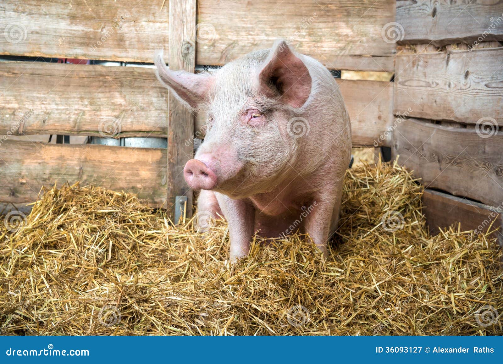 Pig on hay and straw stock image. Image of livestock - 36093127
