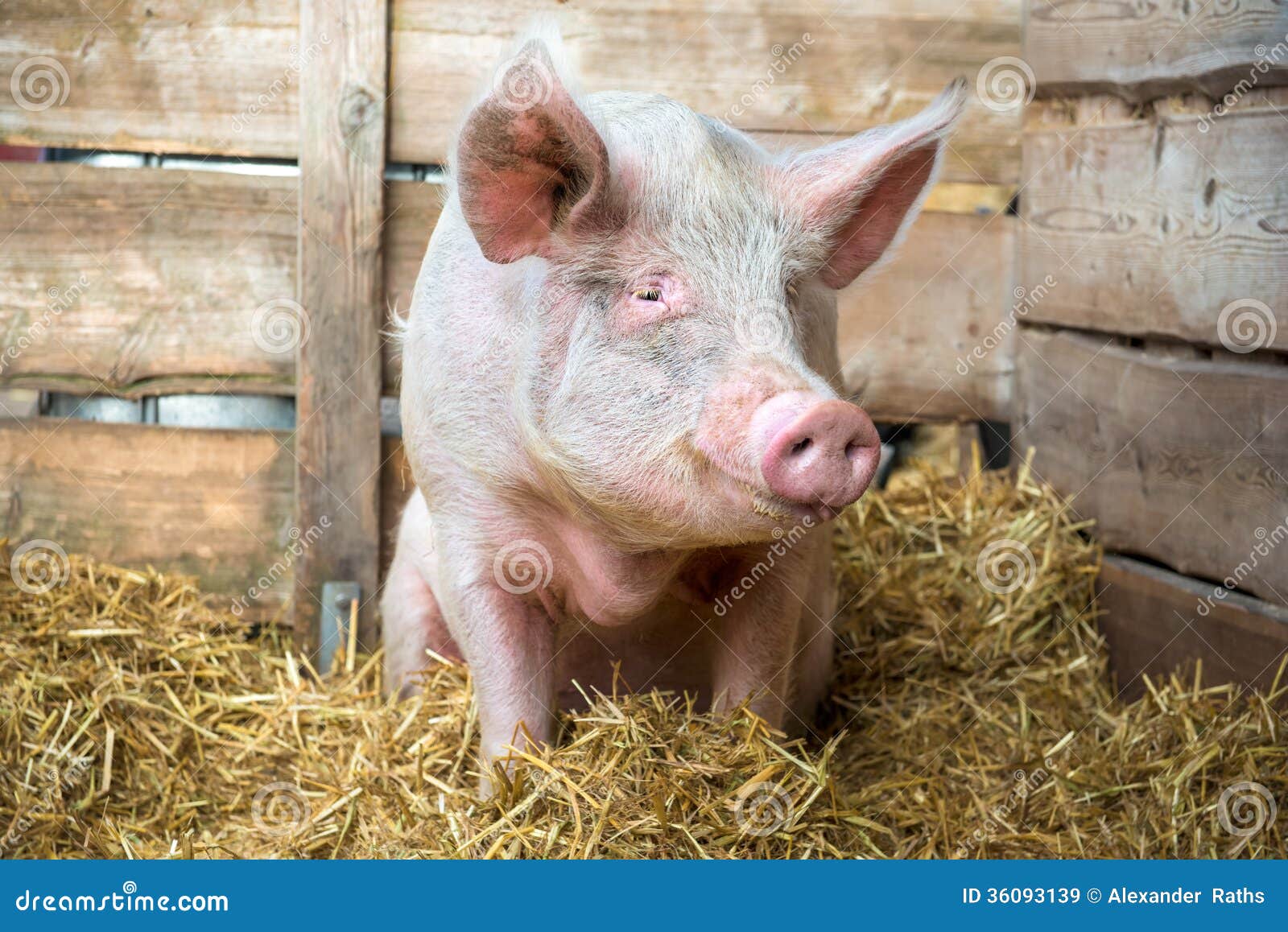 Pig on hay and straw stock image. Image of farm, agricultural - 36093139