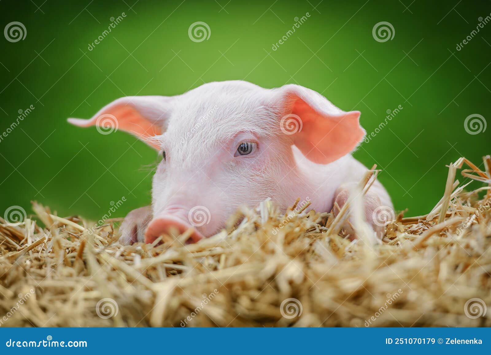 Pig in the Hay and Straw on Green Background Stock Image - Image of ...