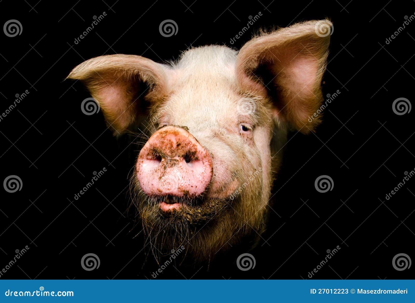 Pig head stock image. Image of isolated, black, muddy - 27012223