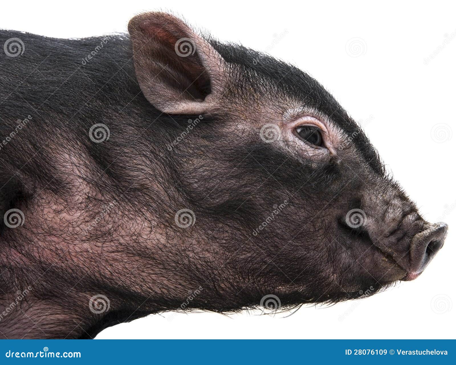 Pig head stock image. Image of piglet, boar, smell, meat - 28076109