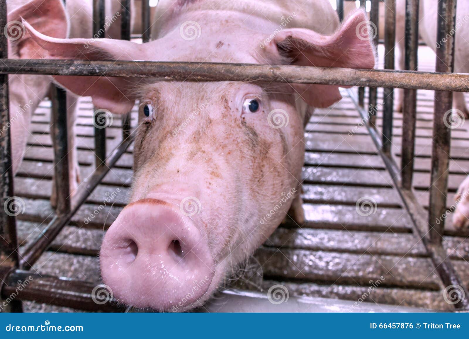 Pig head in a cage stock photo. Image of lazy, nose, neglect - 66457876