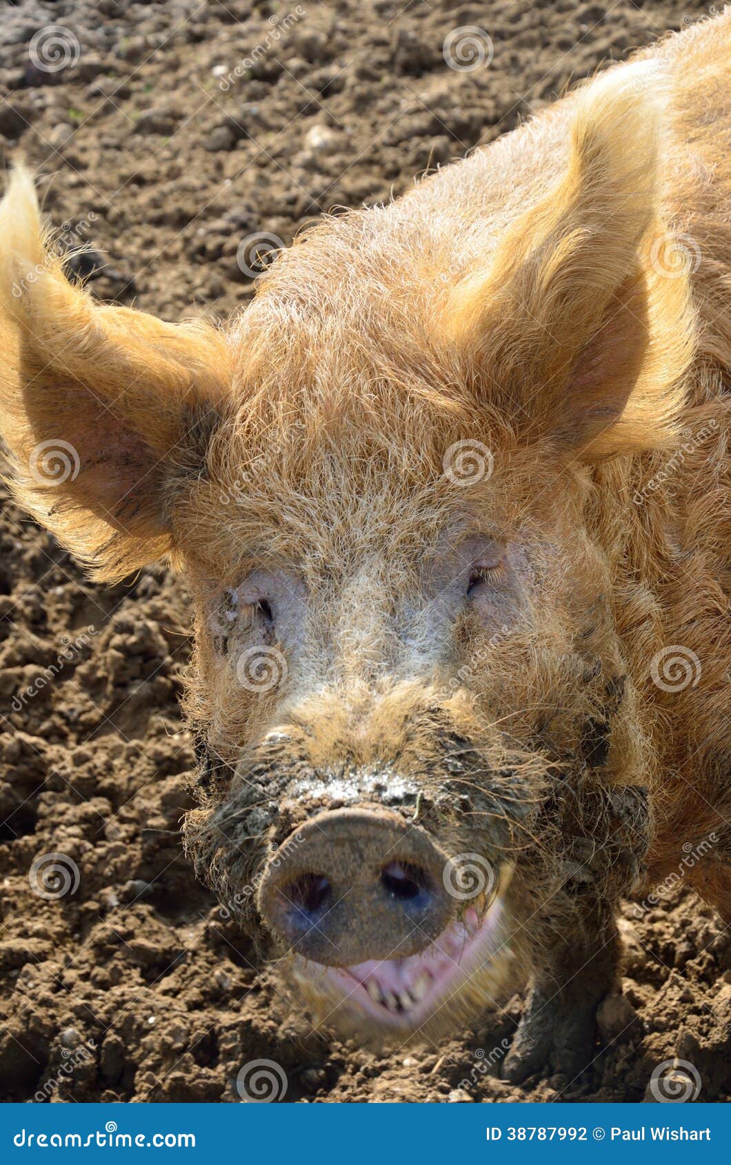 Pig head in close up stock photo. Image of swine, animal - 38787992