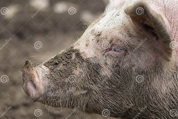 Pig head stock image. Image of nature, outdoor, dirty - 213071221