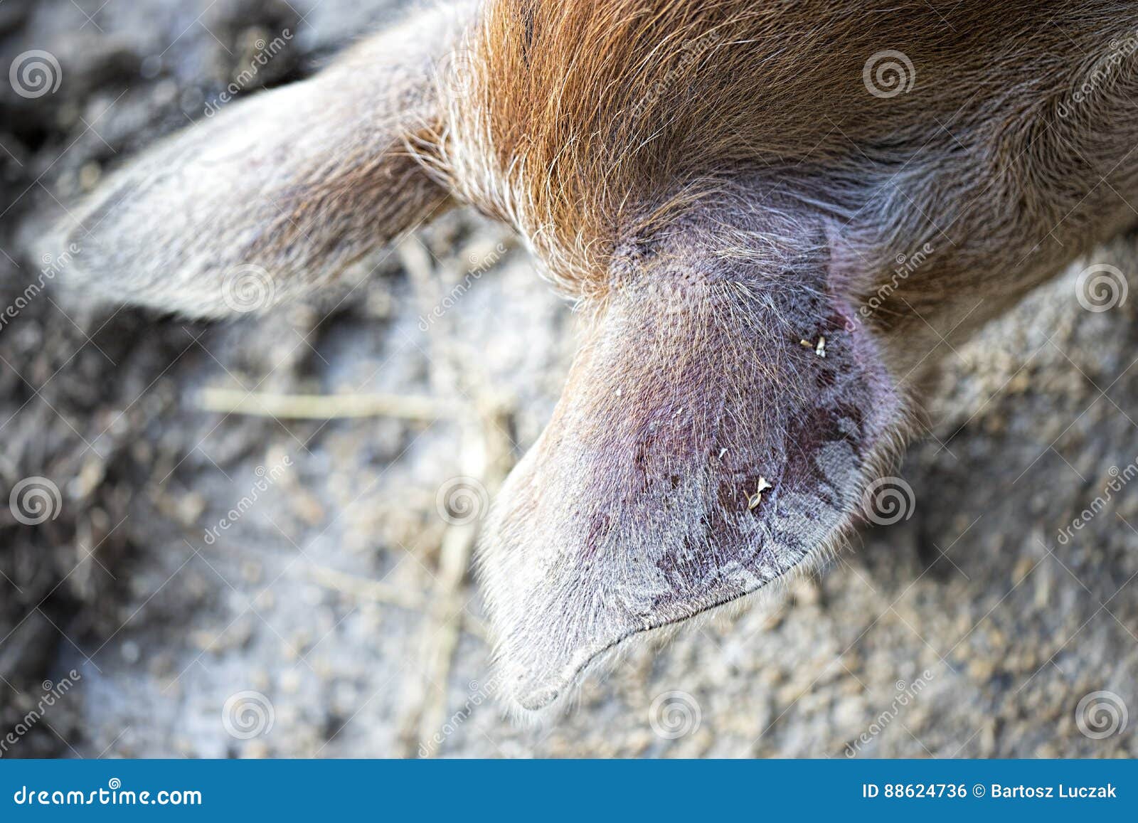 Pig head stock photo. Image of field, curly, head, agriculture - 88624736