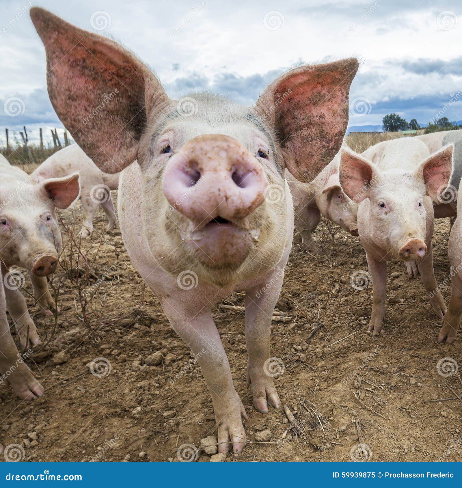 Pig Head Stock Photo - Image: 59939875