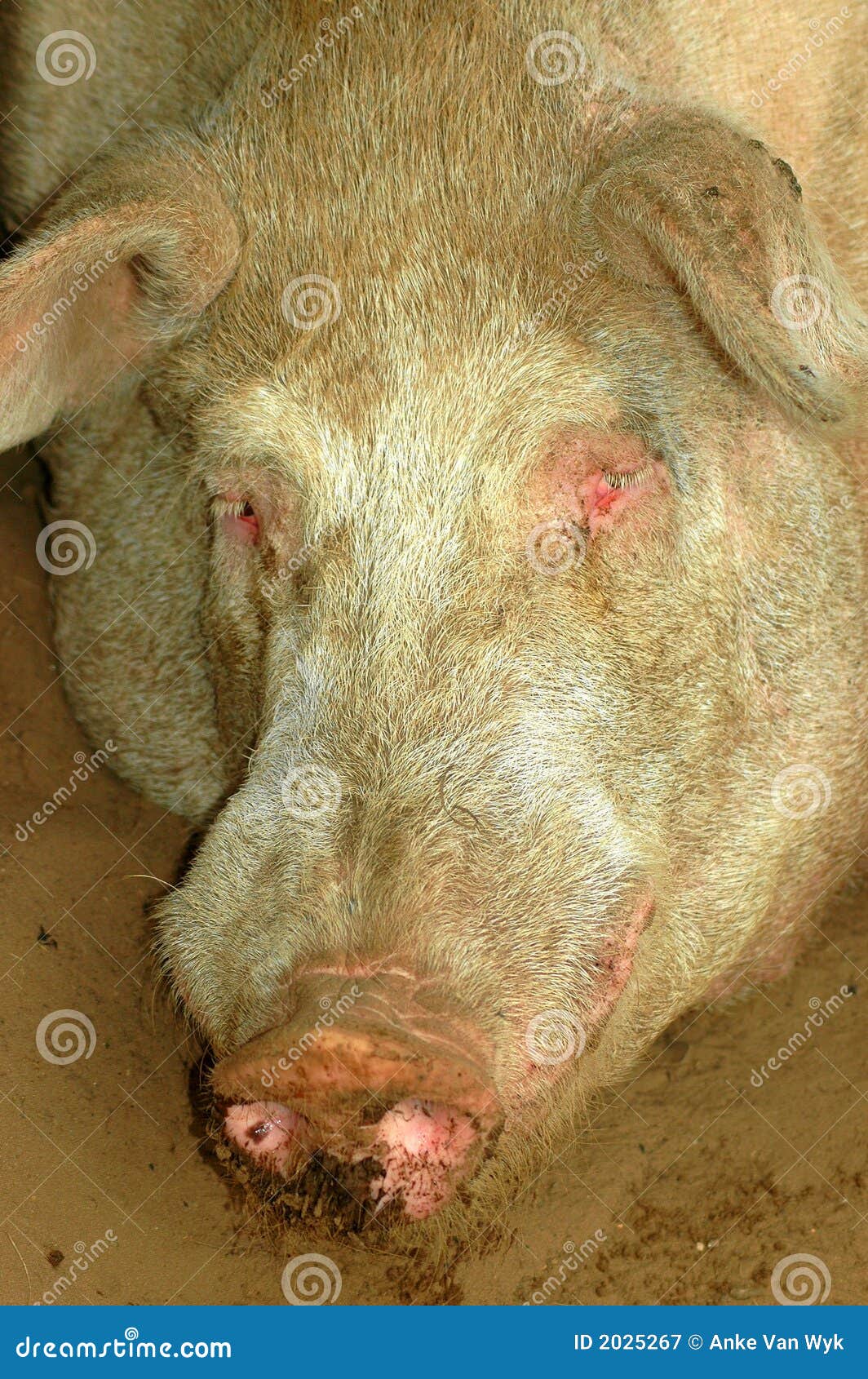 Pig head portrait stock image. Image of eyes, noses, dirt - 2025267