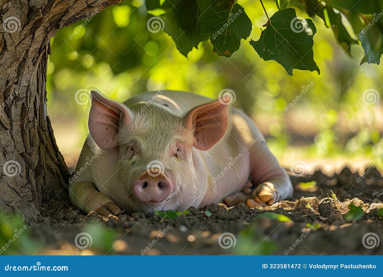 A Pig is Hiding Under a Tree in the Shade Stock Photo - Image of swine ...