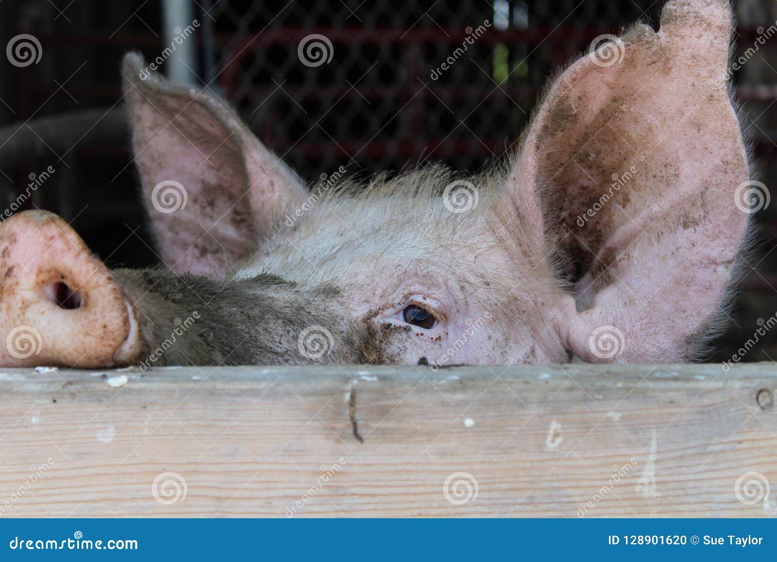 Pig in a barn stock photo. Image of industry, feed, business - 128901620