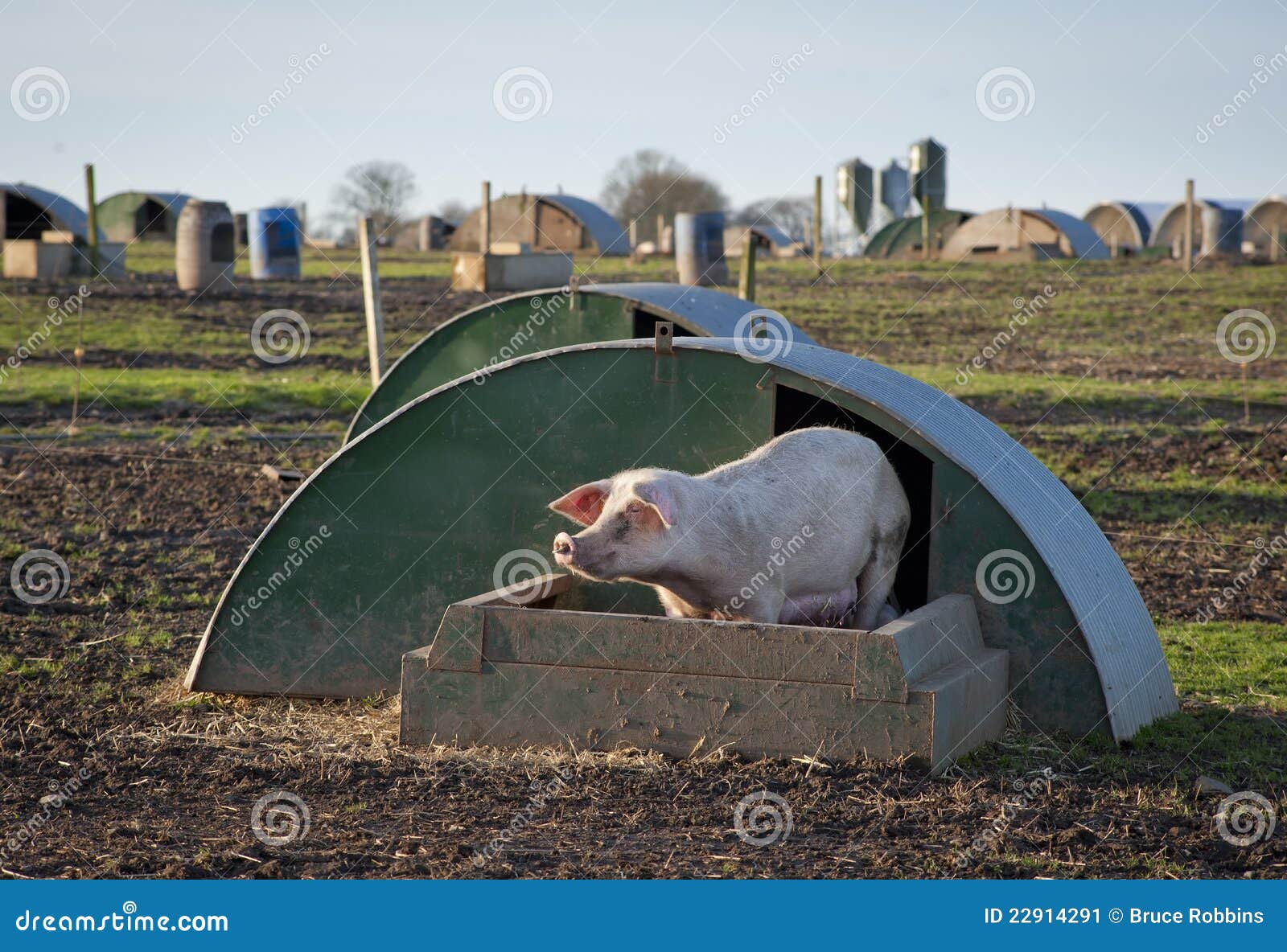 Pig At Home Stock Image - Image: 22914291