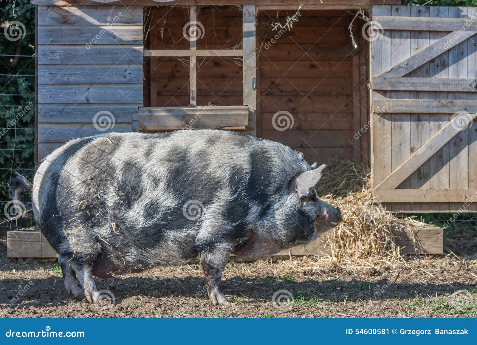 Pig with house stock image. Image of food, home, small - 54600581