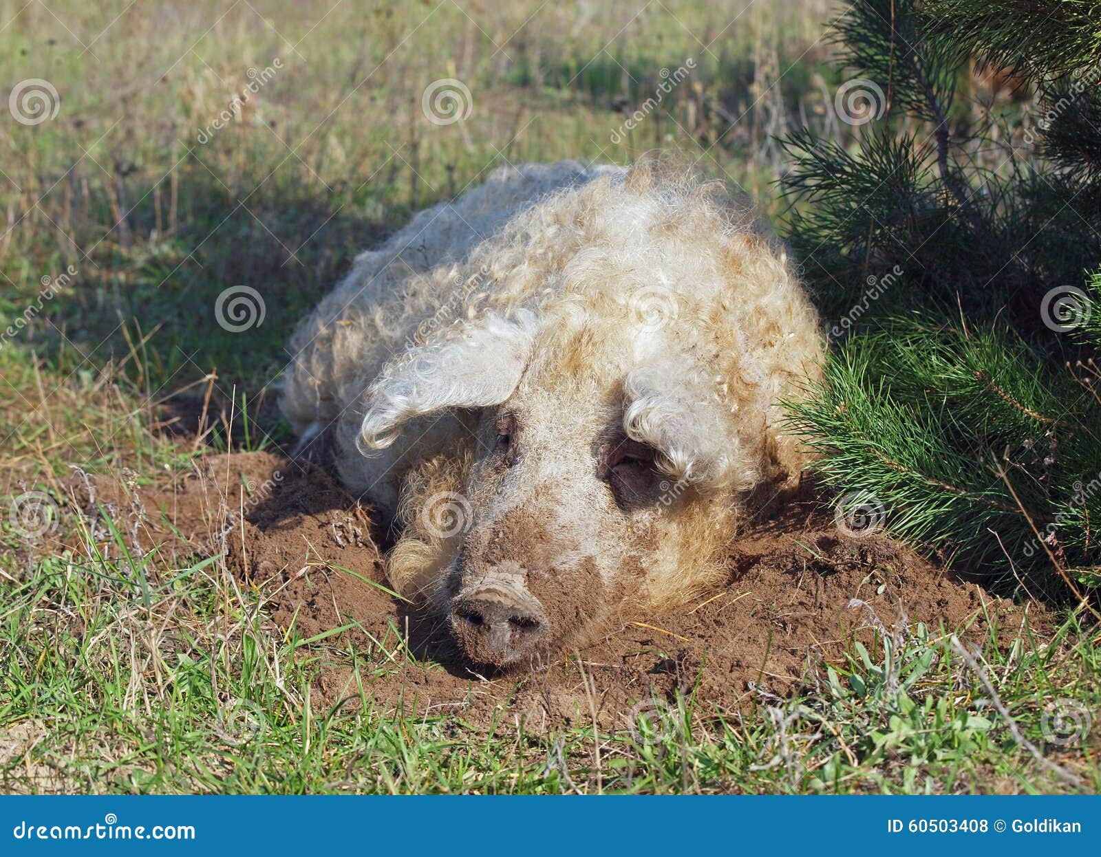 The Pig of Hungarian Breed Mangalitsa Stock Photo - Image of outdoors ...