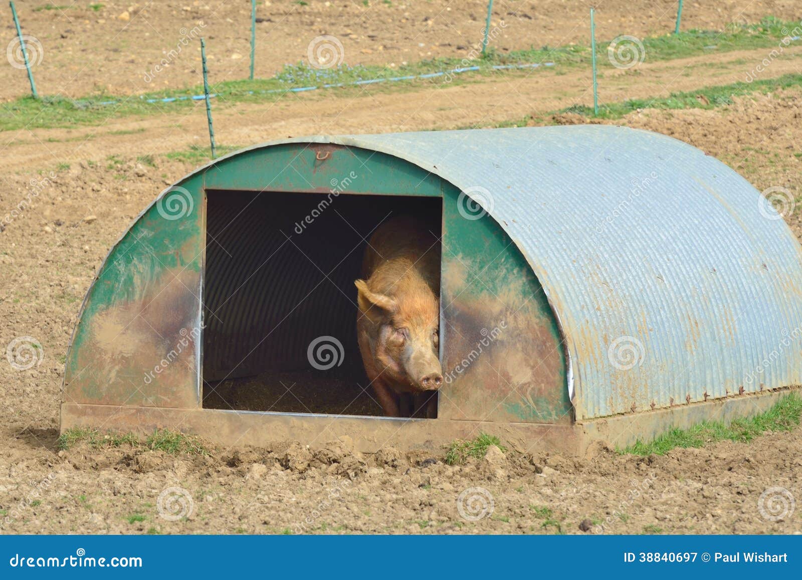 Pig in hut stock image. Image of natural, outdoors, field - 38840697