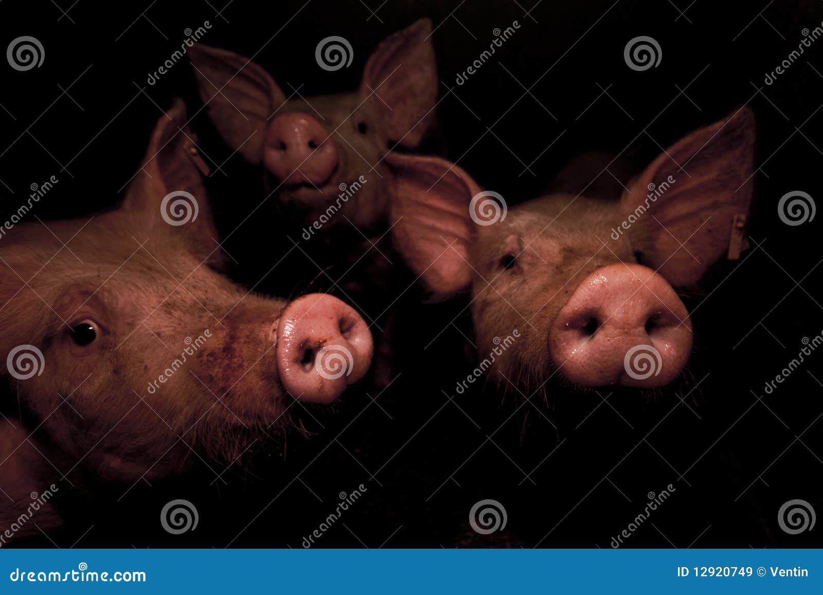 Pig II stock image. Image of contrast, foreground, colour - 12920749