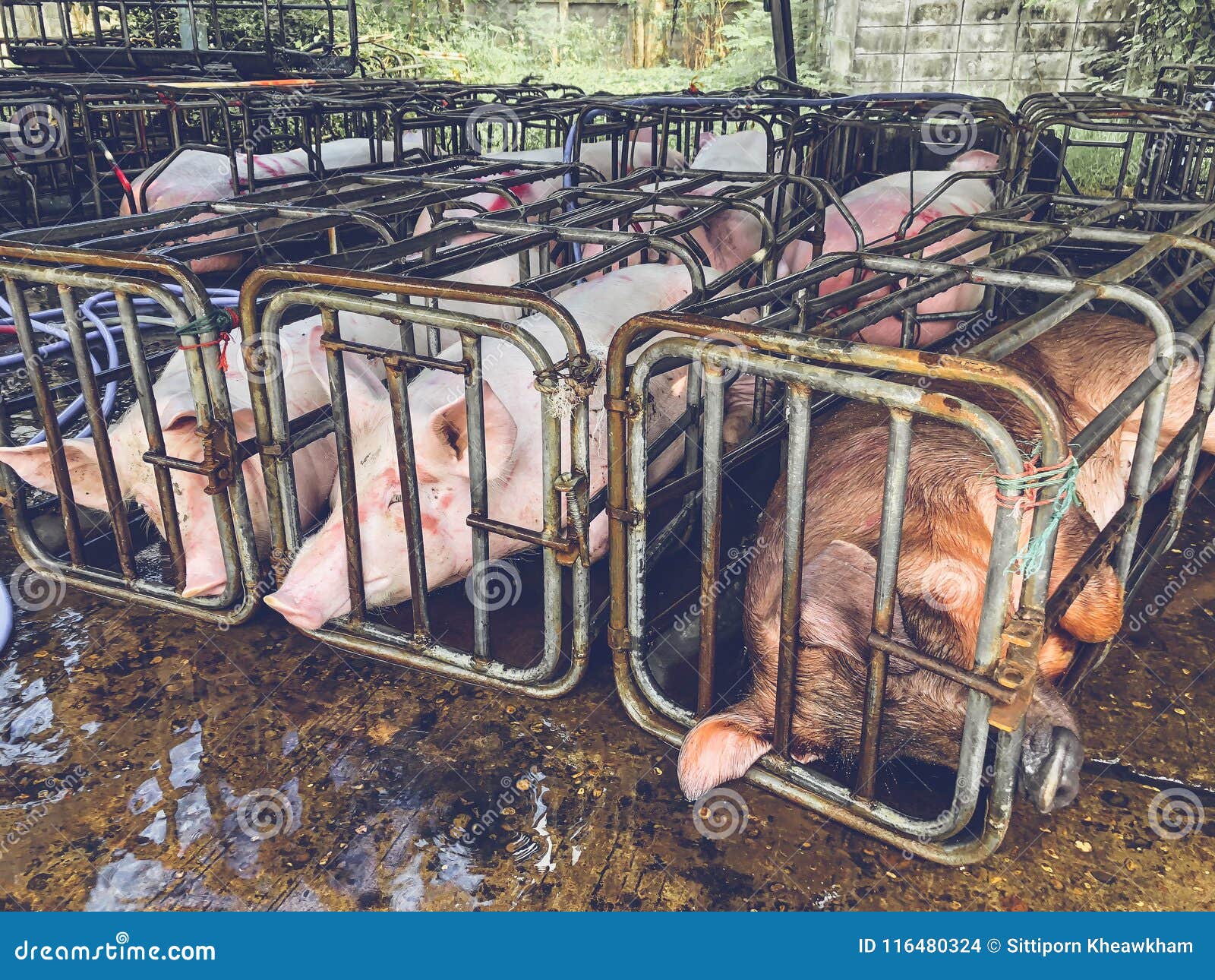 Pig in iron stalls. stock photo. Image of barn, livestock - 116480324