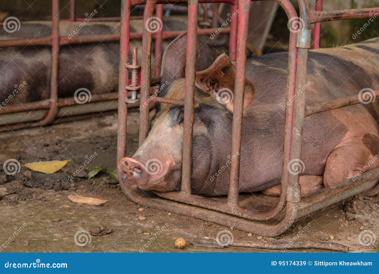 Pig in iron stalls. stock image. Image of herding, agriculture - 95174339