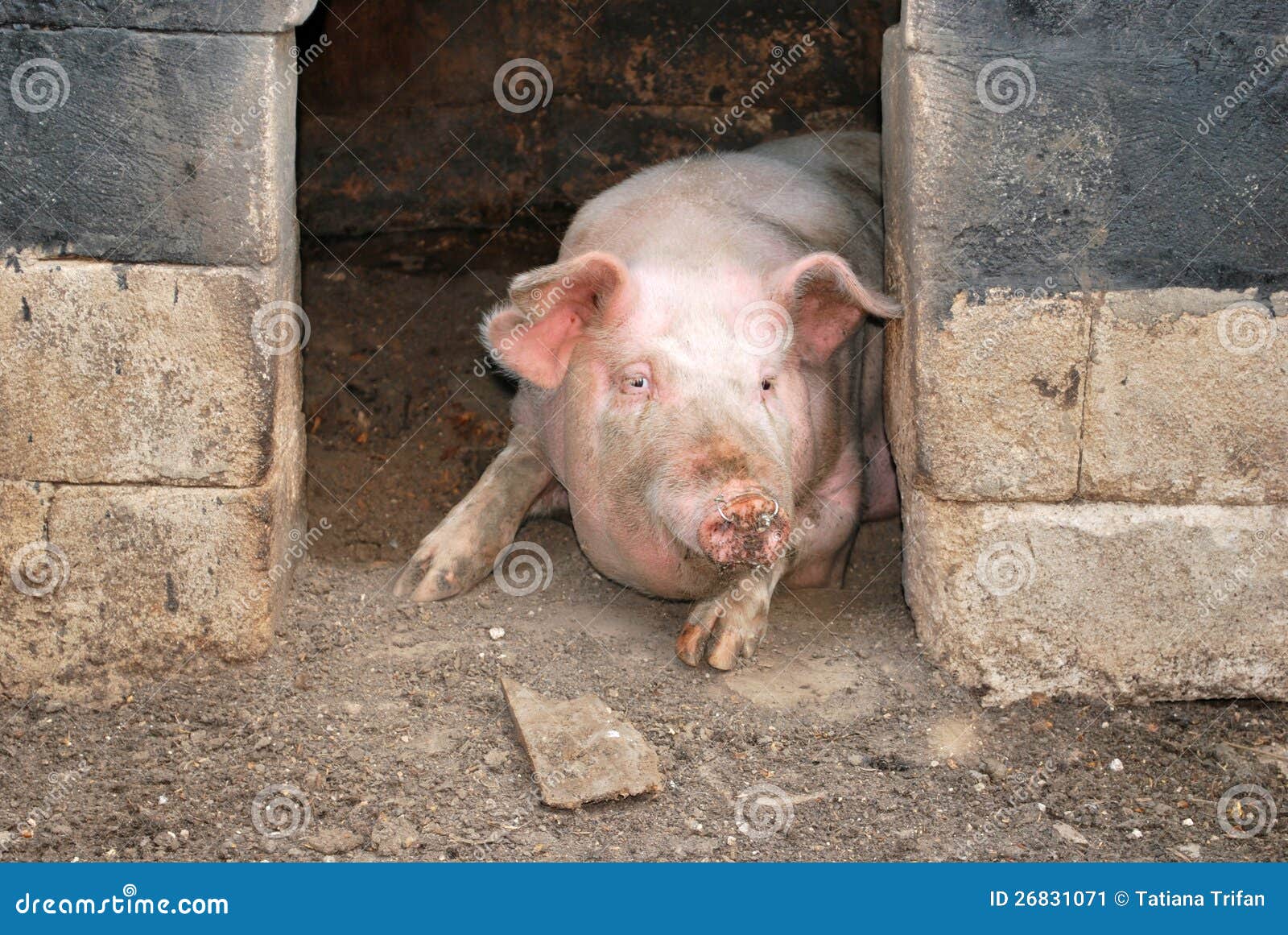 Pig In Its Pigsty Stock Image - Image: 26831071