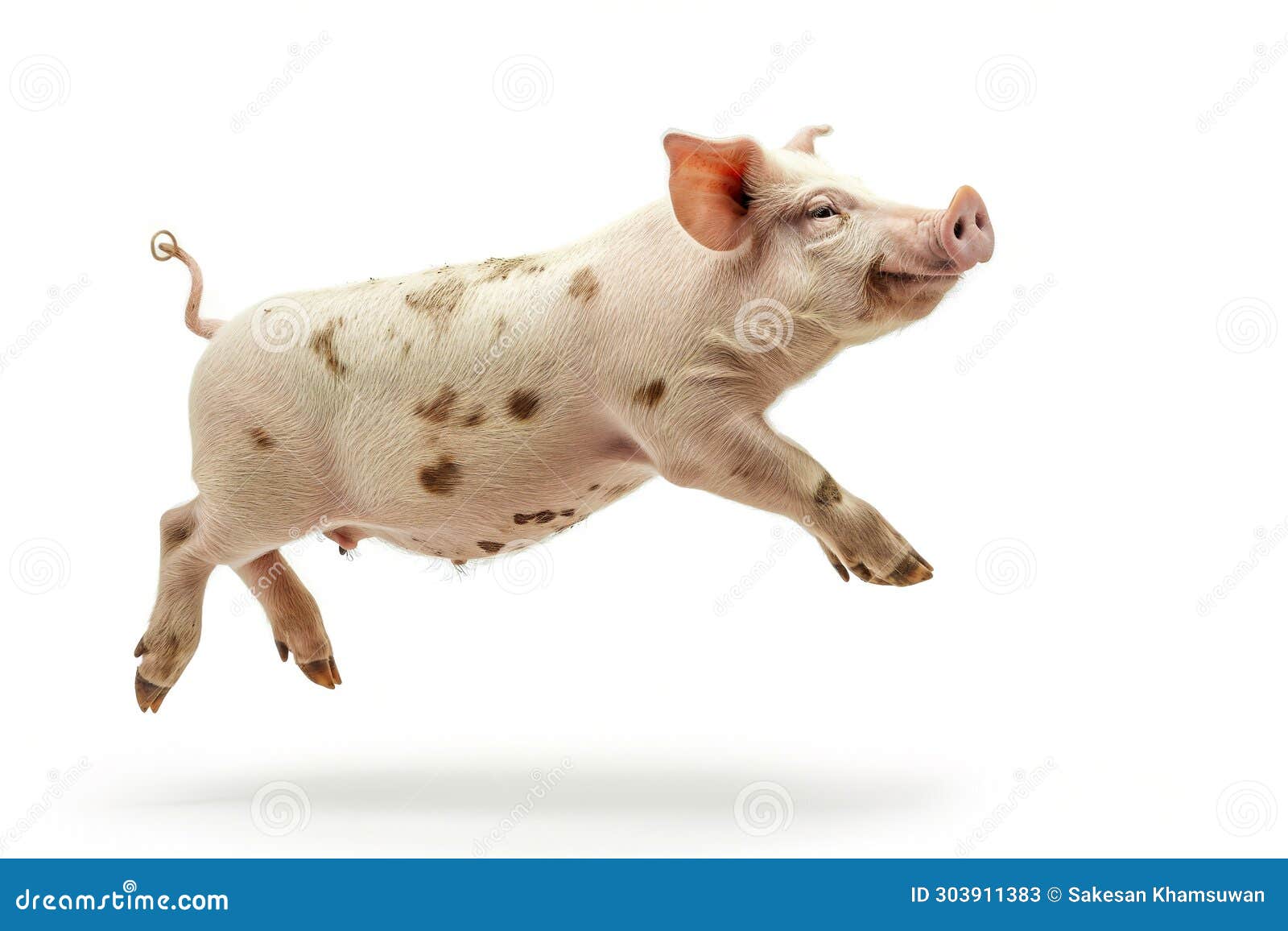 A Pig Jumping Isolate White Background Stock Illustration ...