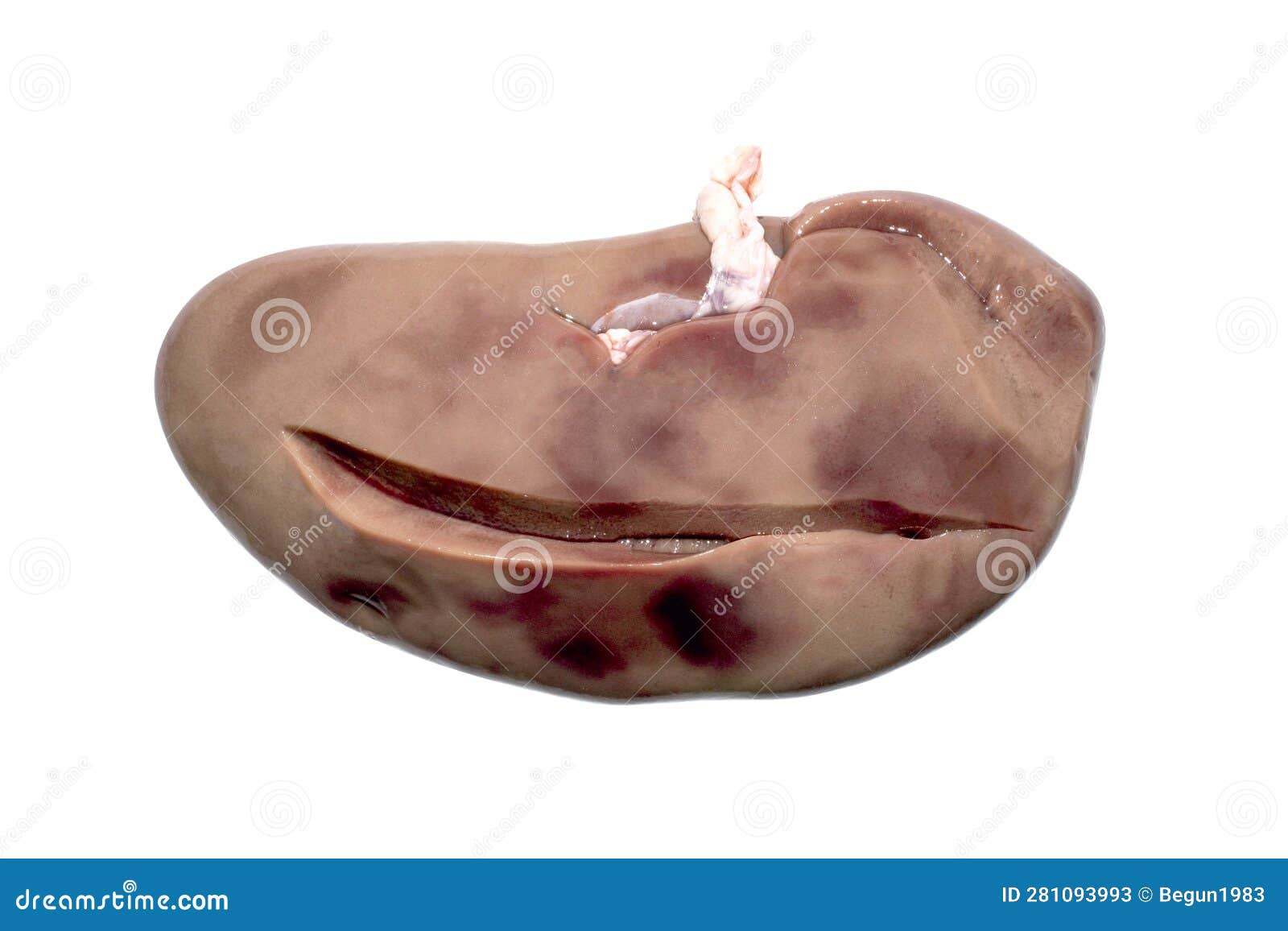 Pig Kidney on a White Background.Pork Kidney Photo.Raw Kidney of a Pig ...