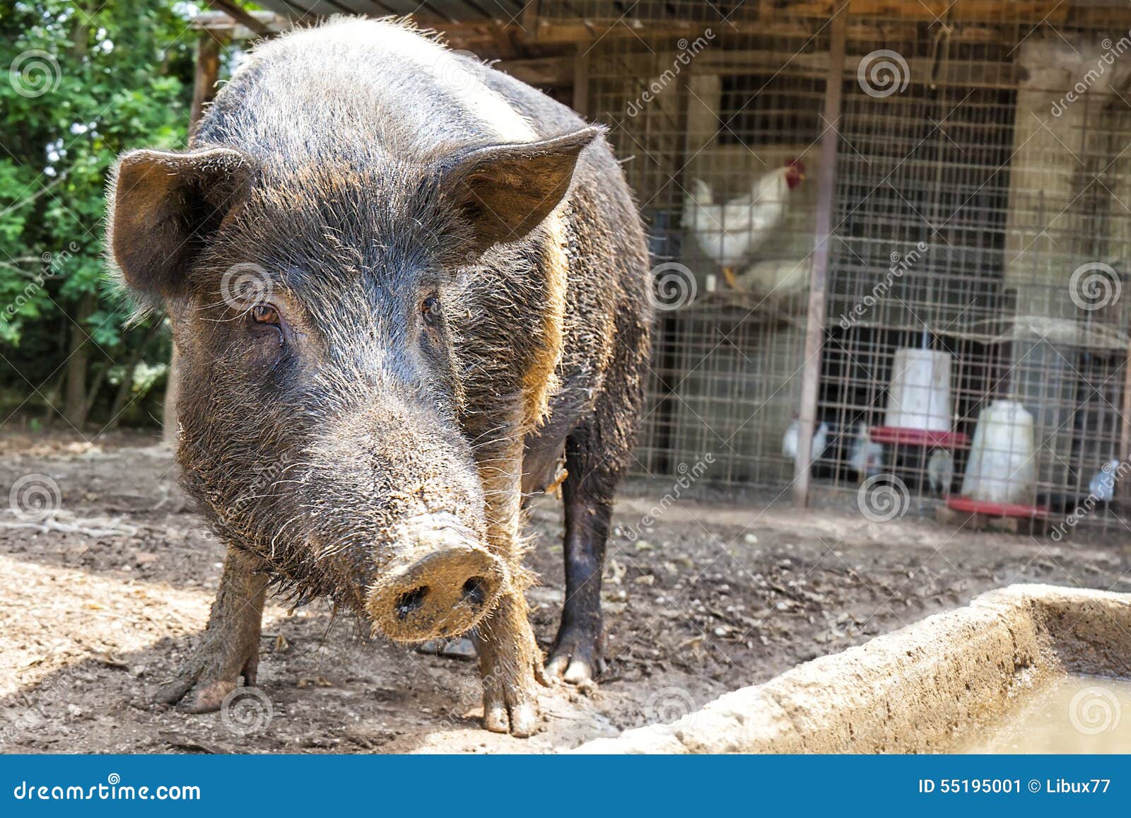 Pig Large Black Dirty Mud Farm Stock Image - Image of face, nature ...