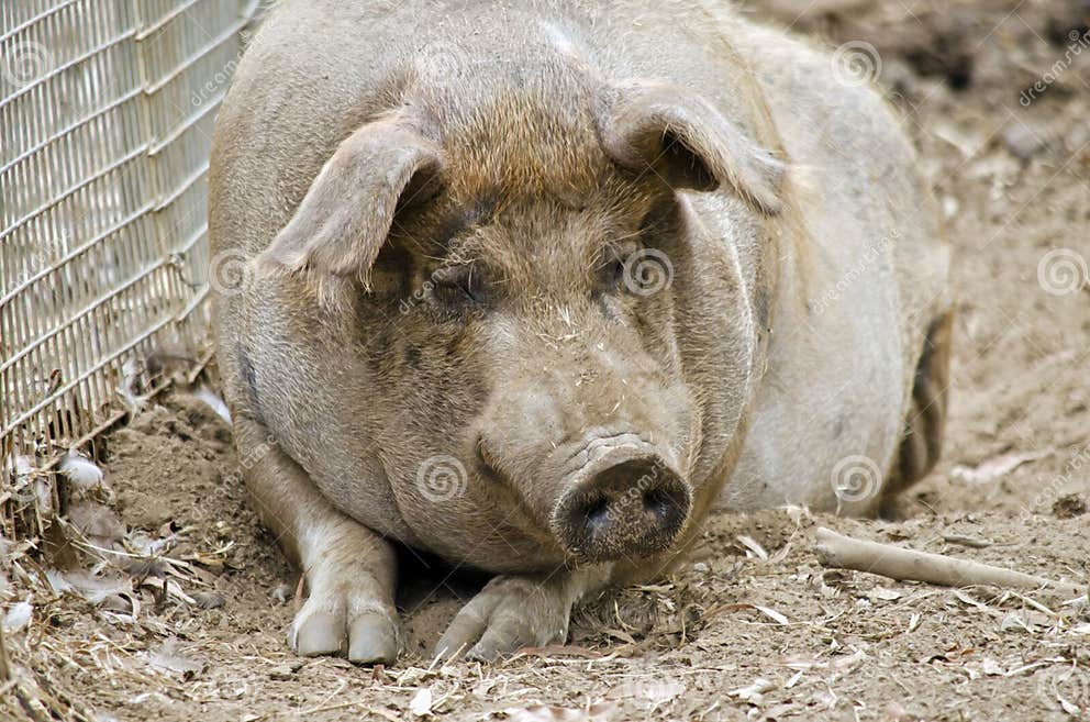 Pig stock photo. Image of boar, australia, lashes, snout - 99215492