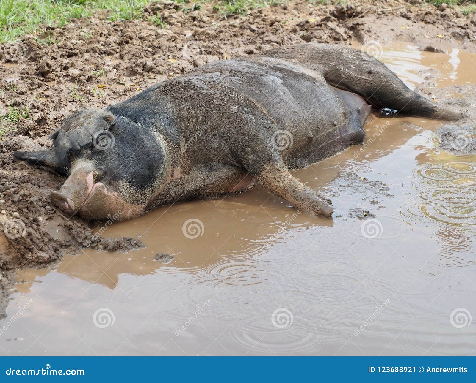 Pig Laying Down in Mud stock image. Image of enjoying - 123688921