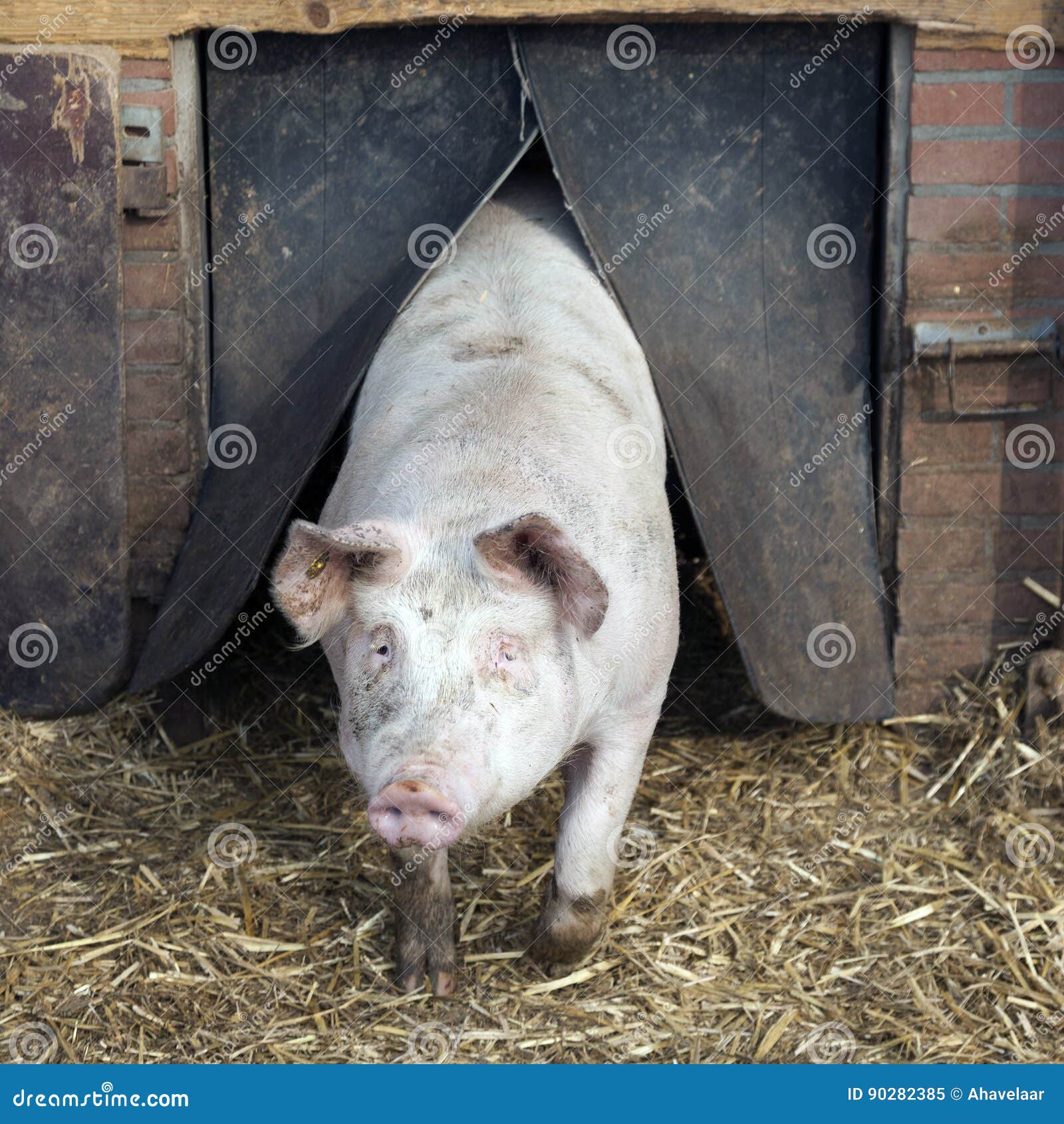 Pig Leaves Barn on Organic Farm Stock Image - Image of group, leaves ...
