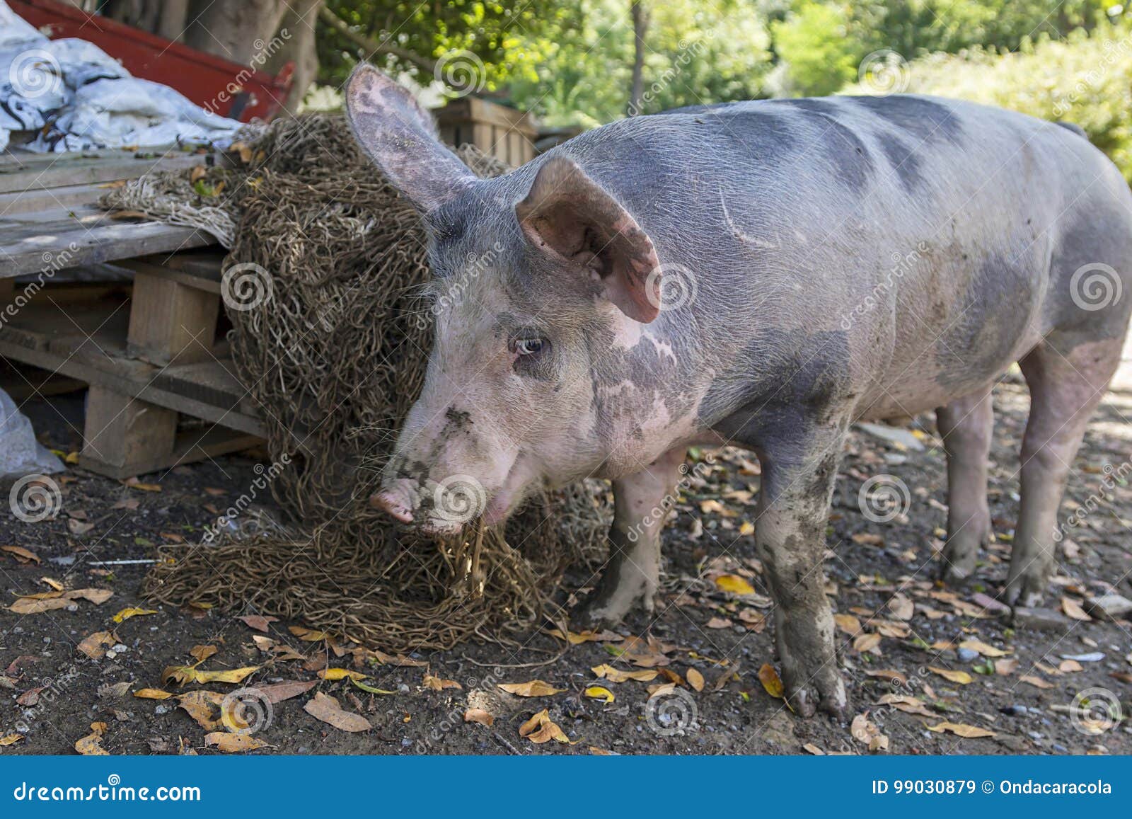 Free pig stock image. Image of piggy, range, happy, field - 99030879